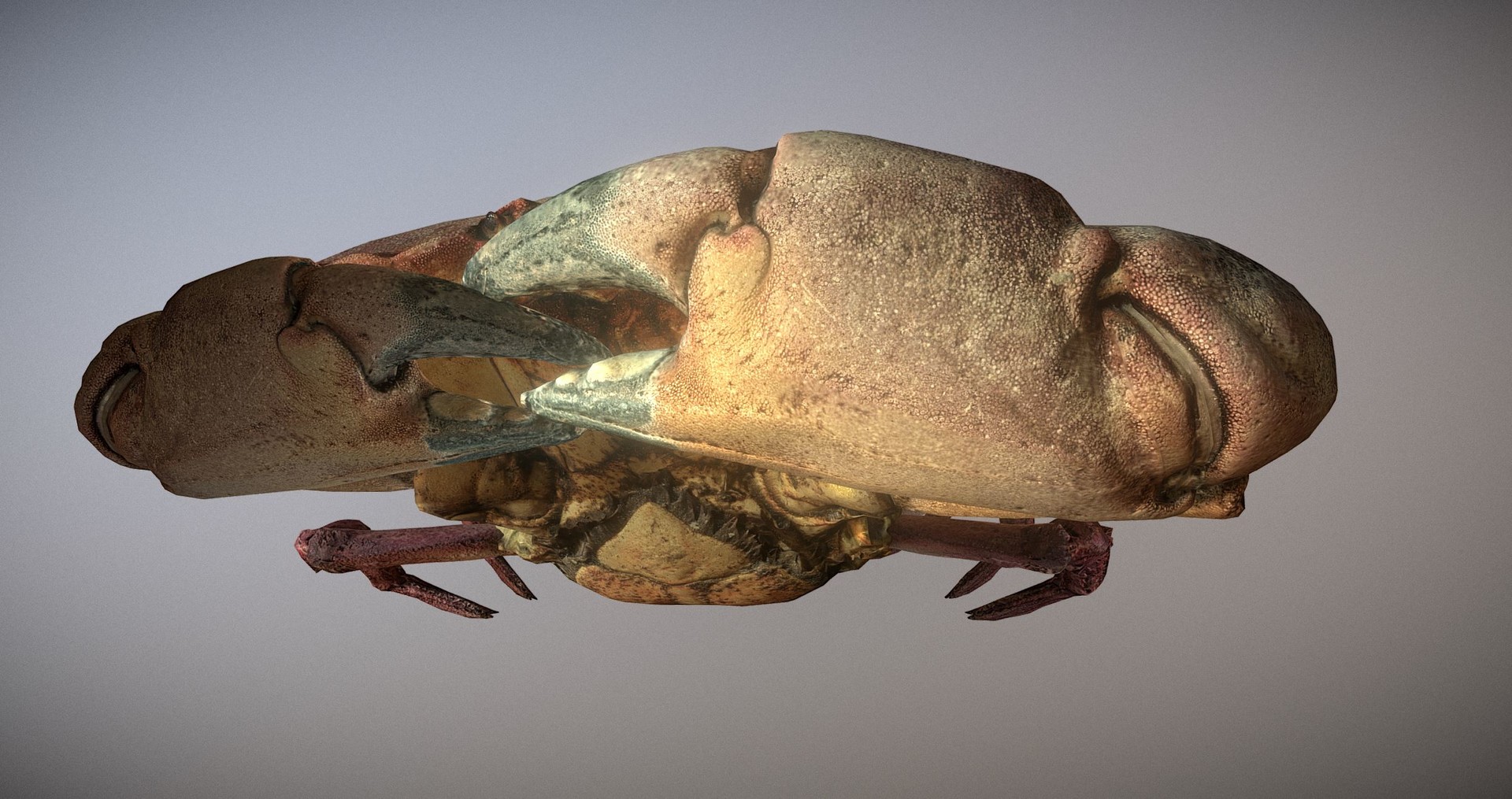 Mantas Talmantas - Photorealistic scanned Crab model
