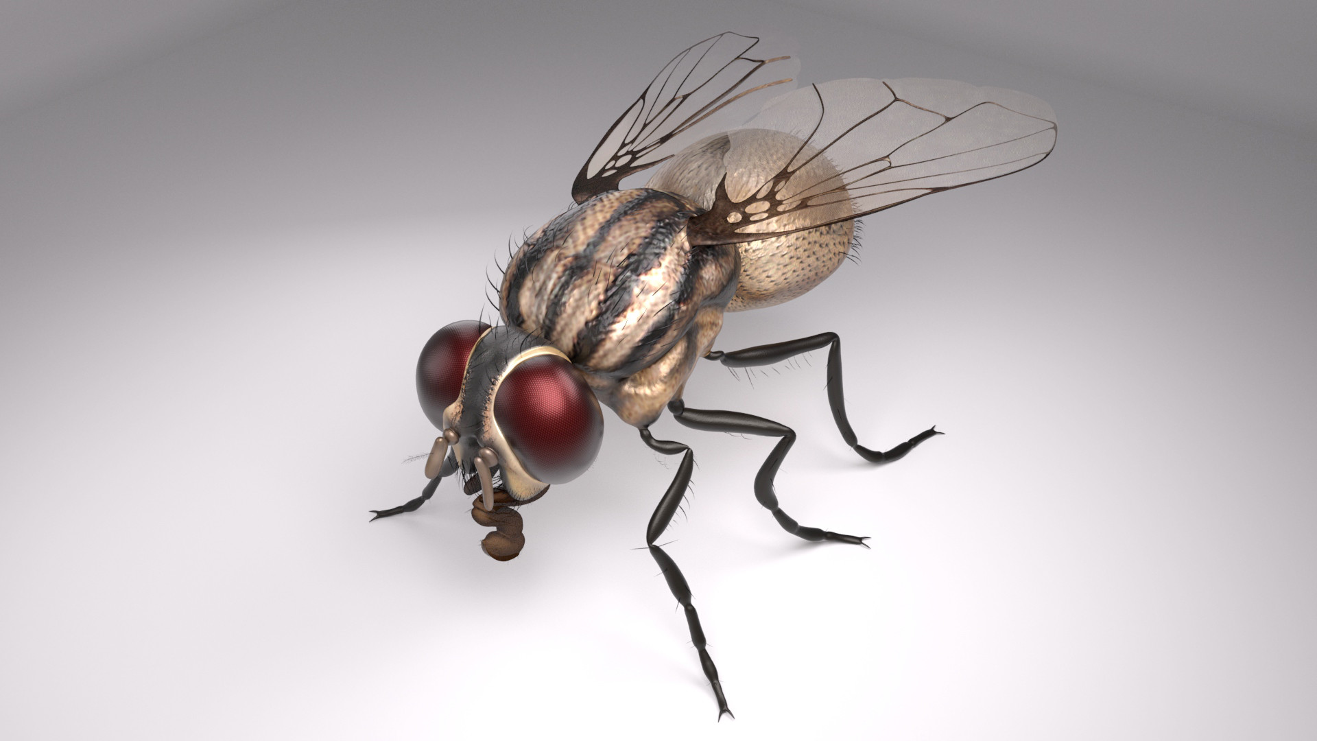 ArtStation - Housefly