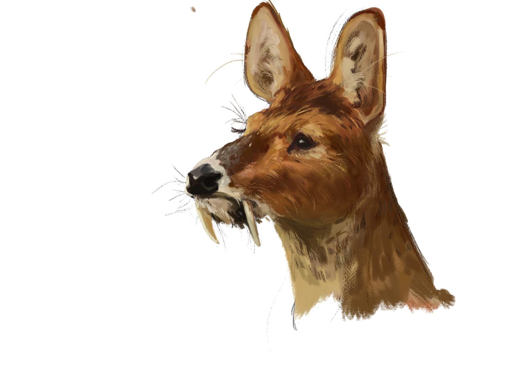 Water Deer