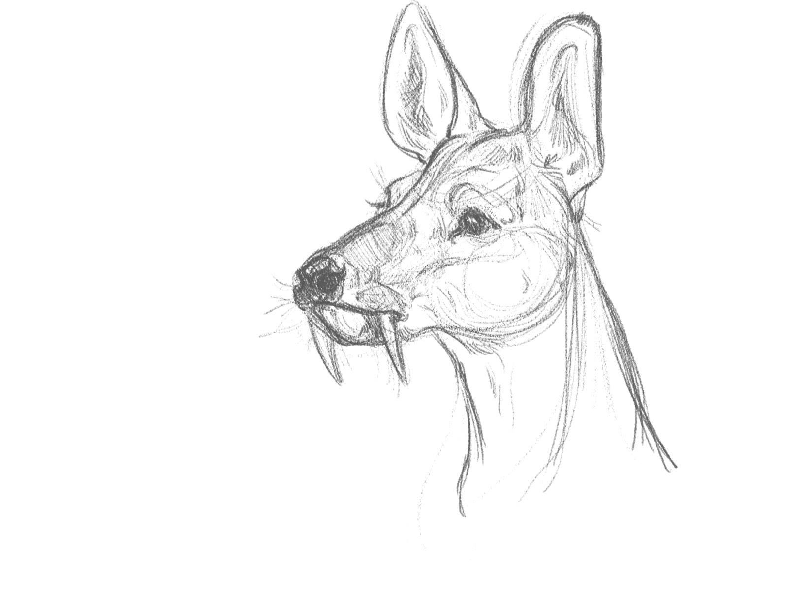 how to draw a water deer