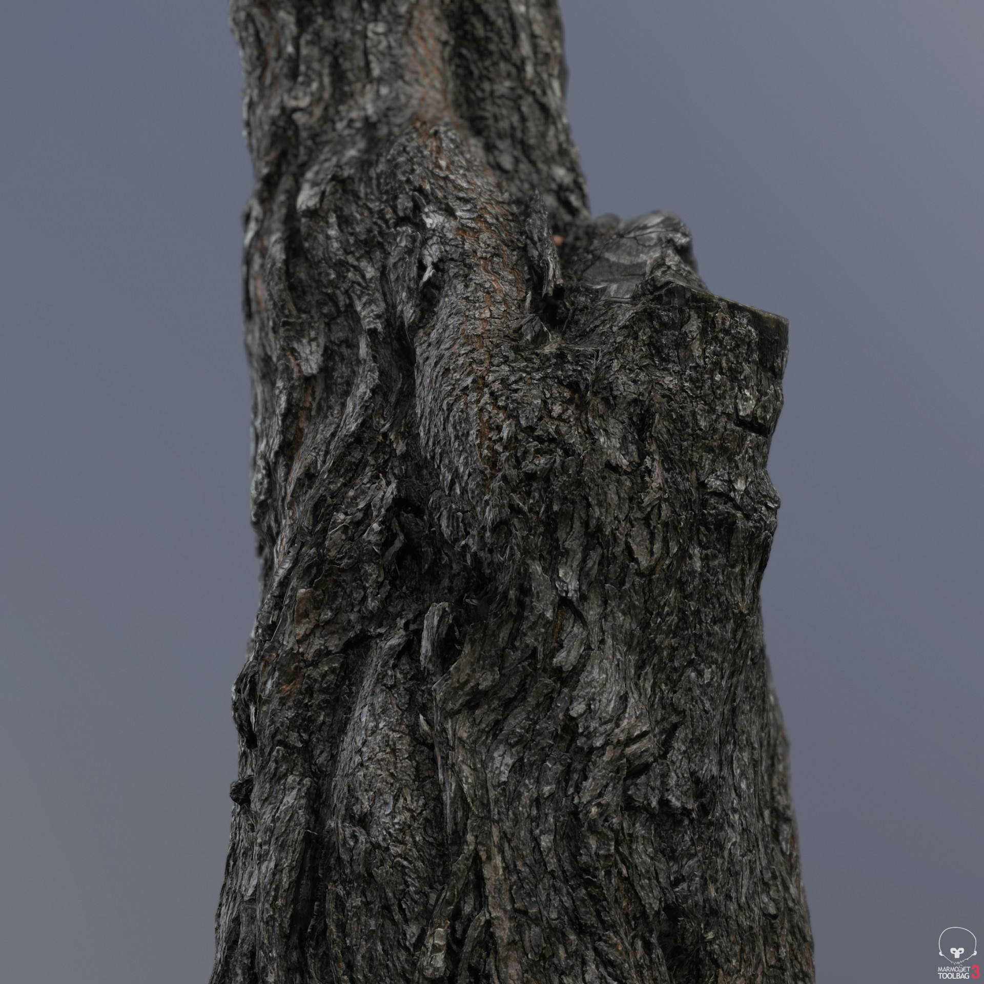 Erik Christensen - Pohutukawa tree scan