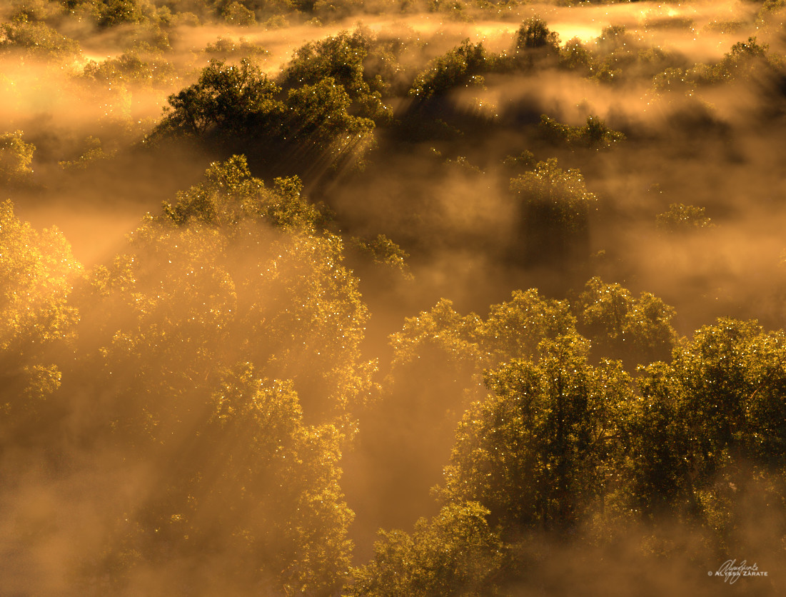 ArtStation - CG Forest with Houdini