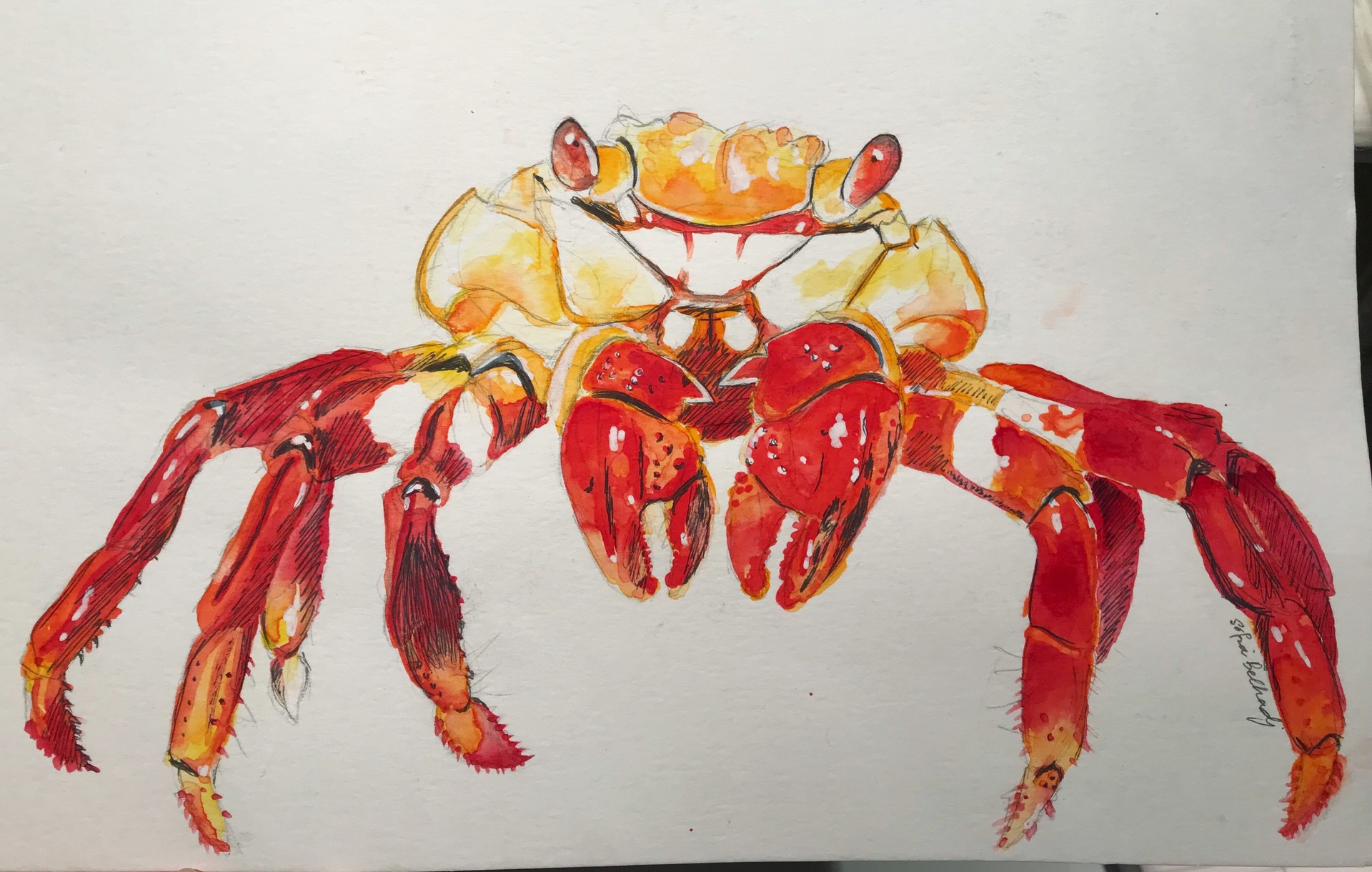 ArtStation - A Sally Lightfoot Crab