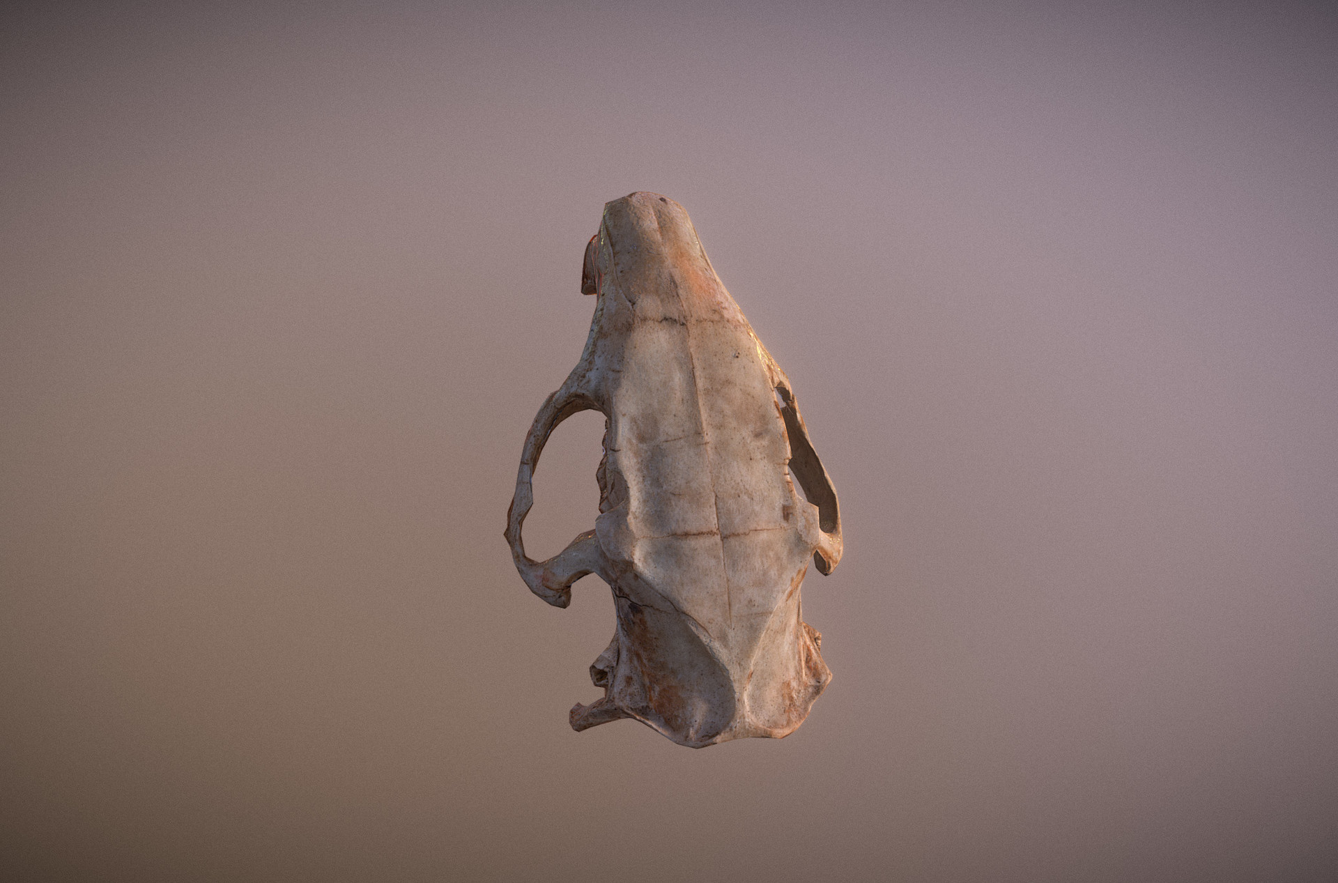 Mantas Talmantas - Photorealistic scanned Nutria's skull