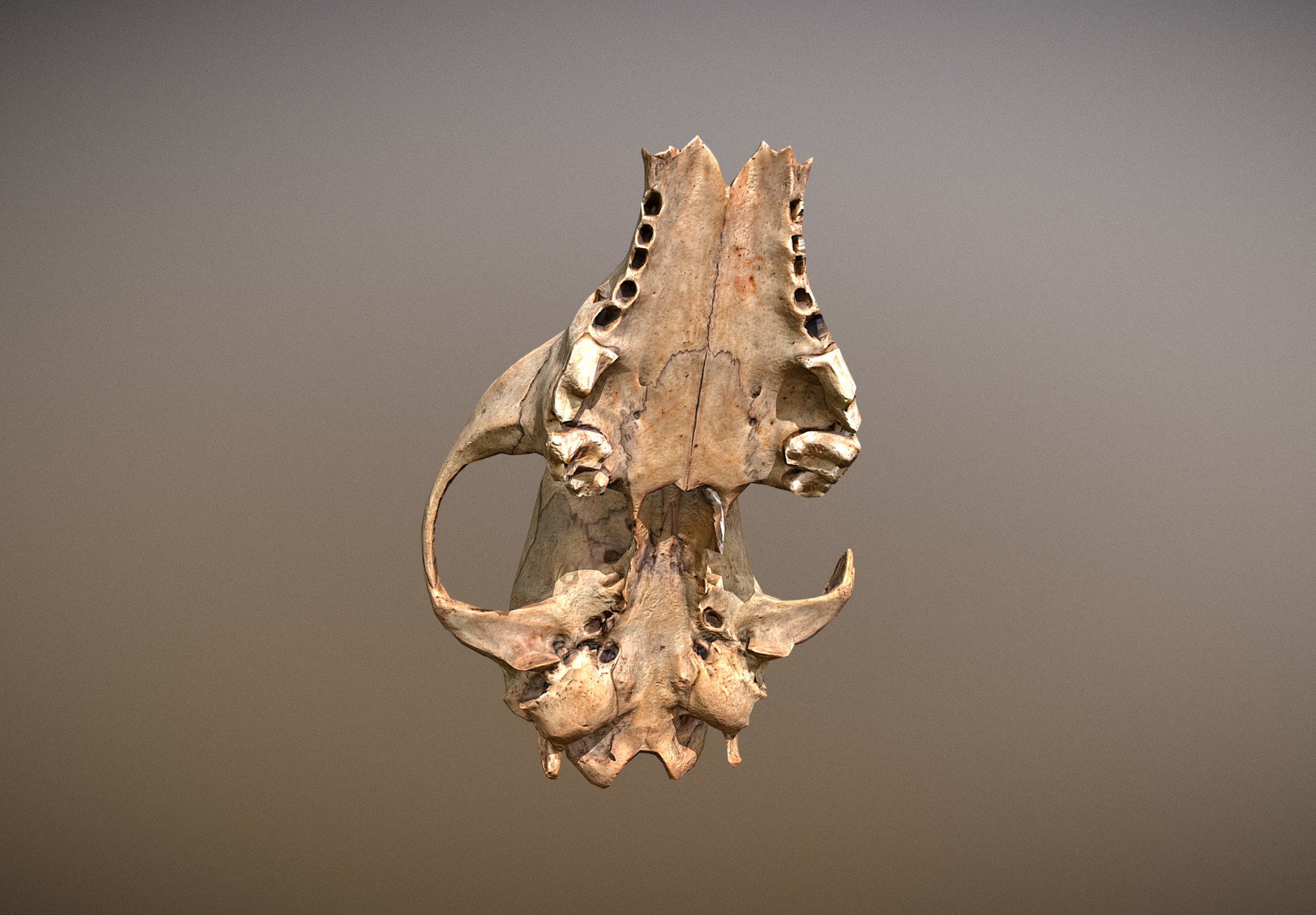 Mantas Talmantas - photorealistic model of skull remains