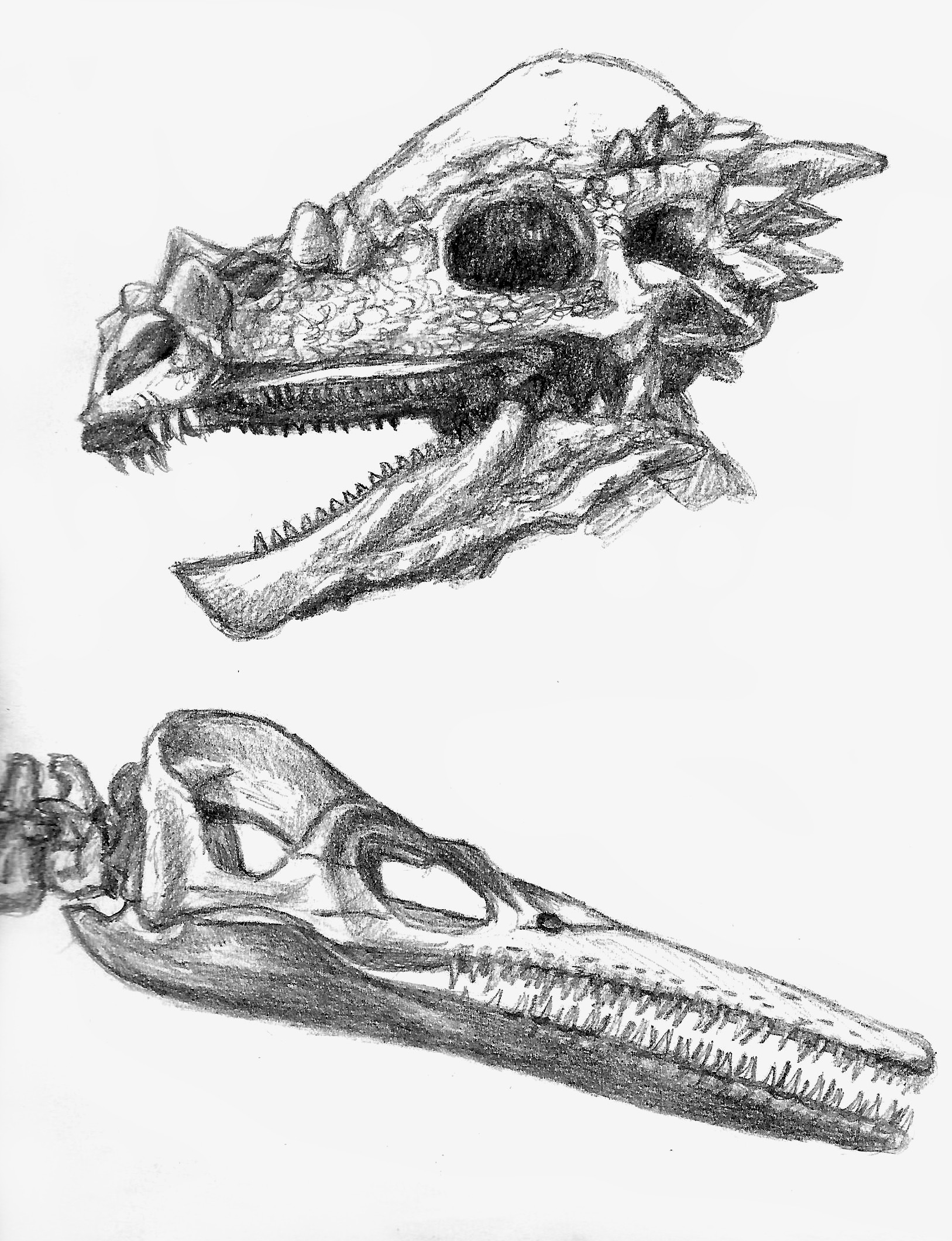 how to draw dinosaur skull