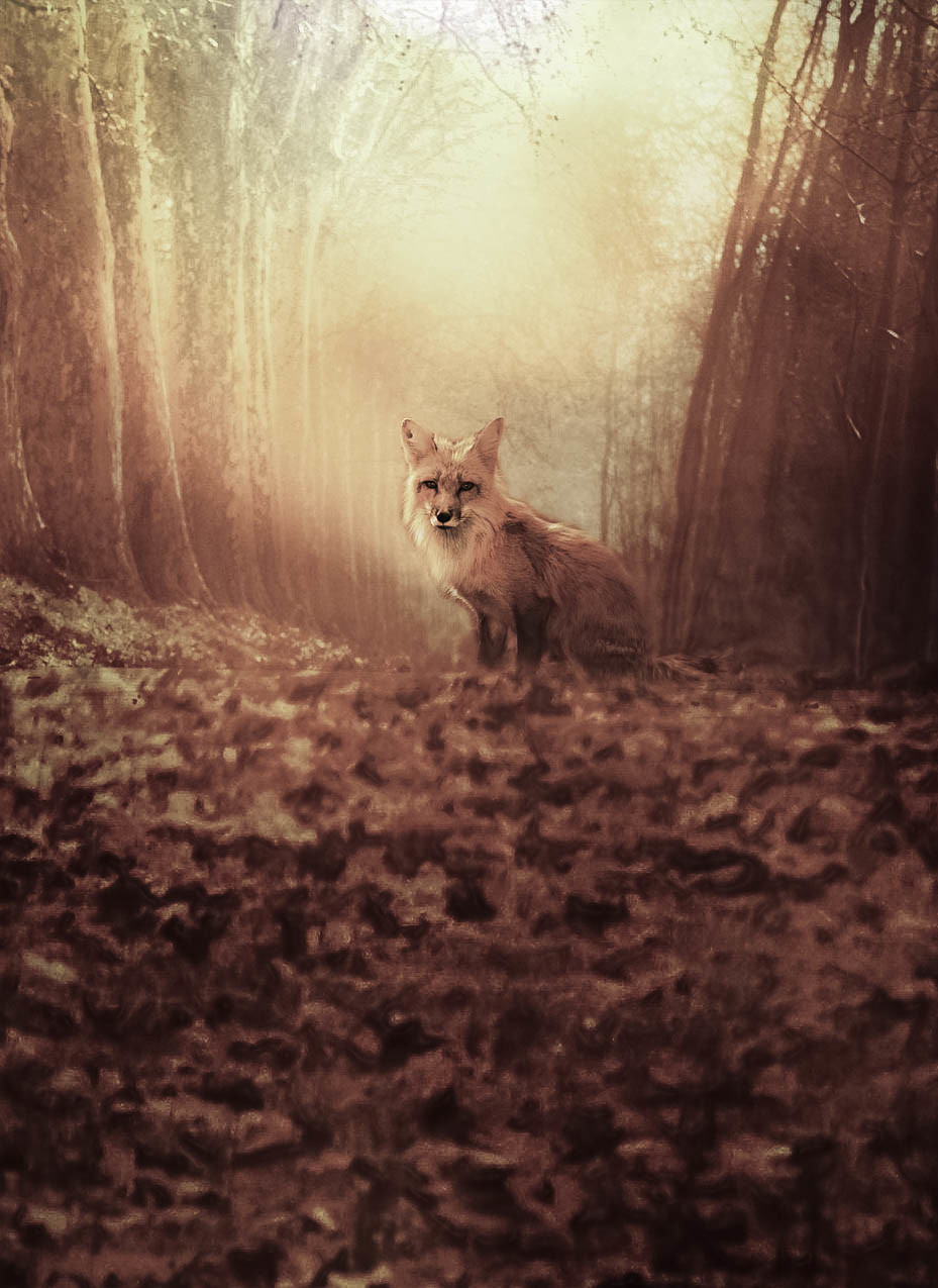 ArtStation - The Fox