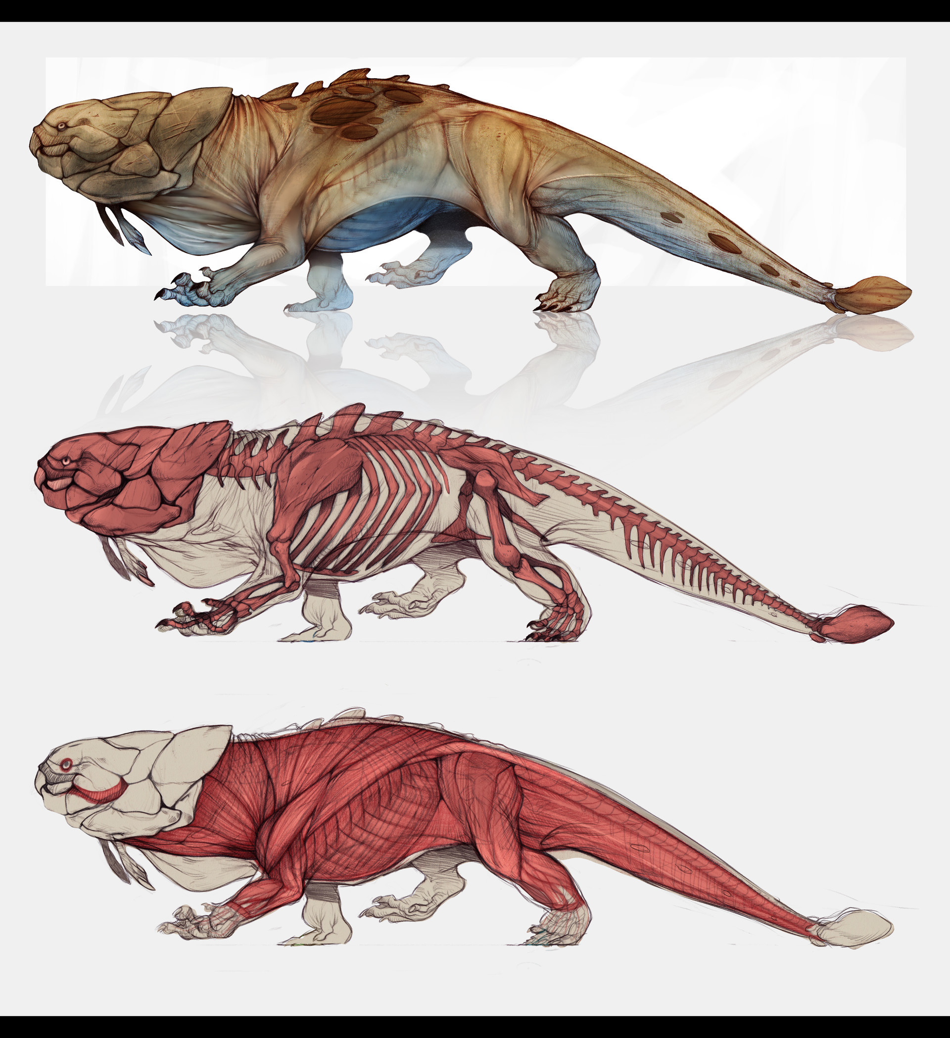 Nicolas MOREL - Draco Bullitis Study n°1 : Muscles