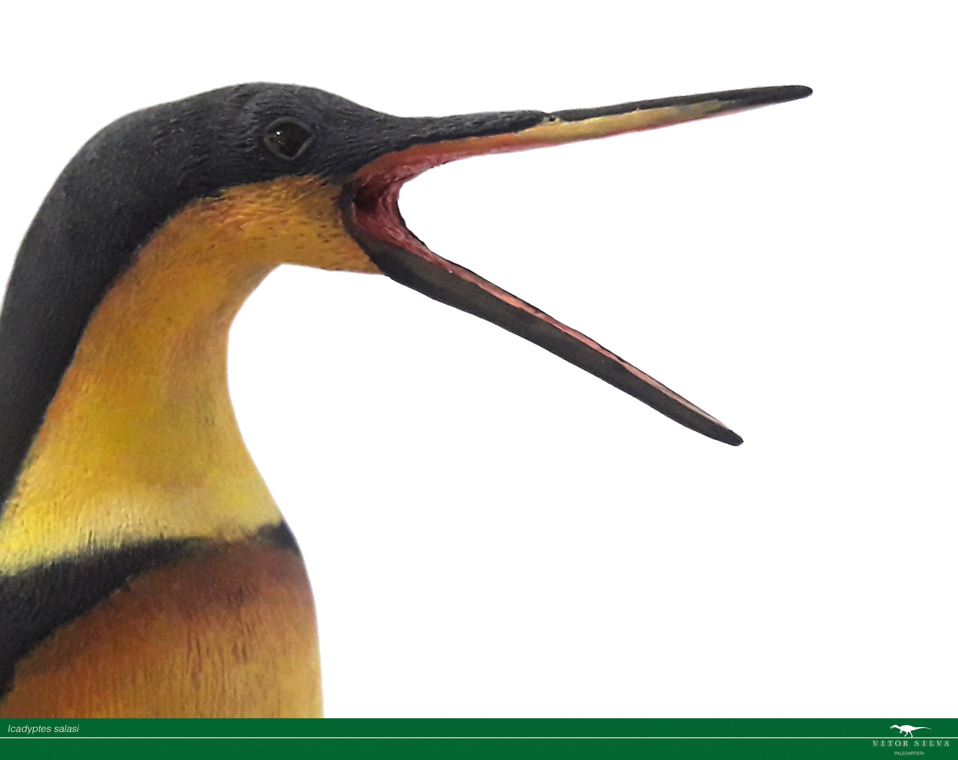 Vitor Silva - Icadyptes