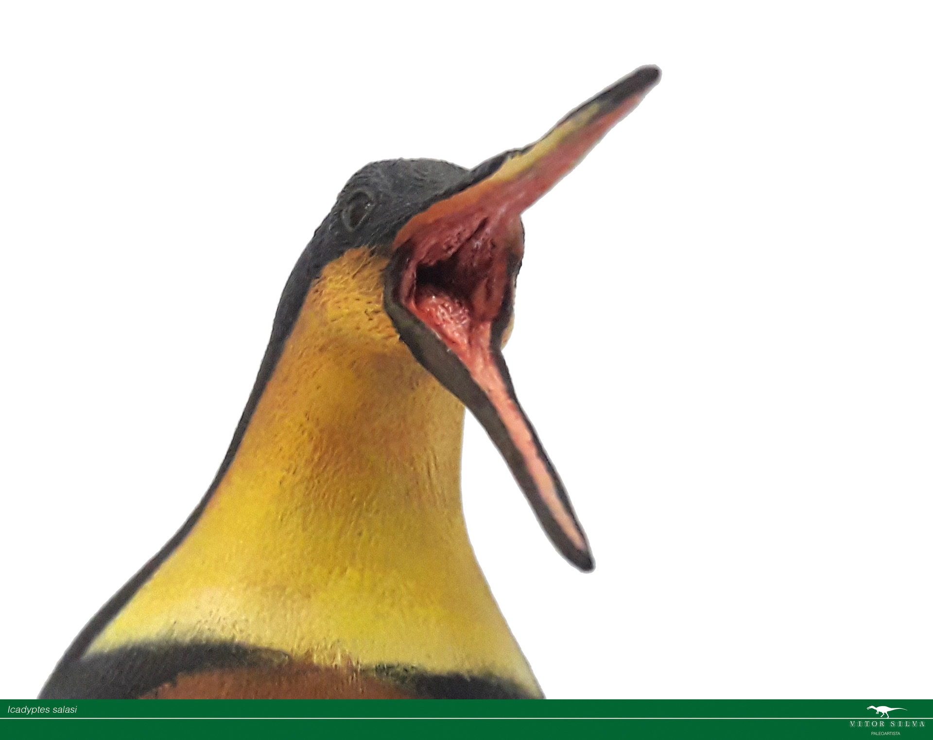 Vitor Silva - Icadyptes