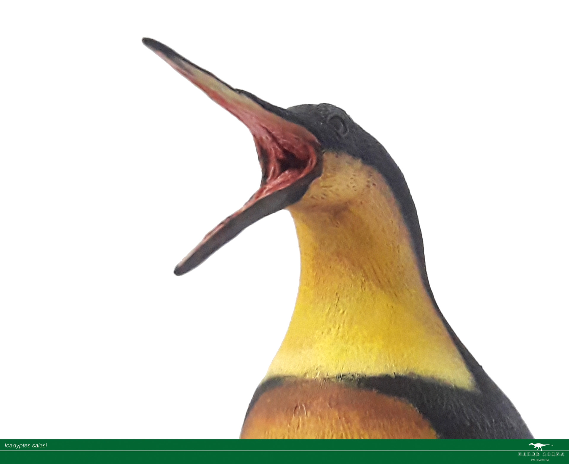 Vitor Silva - Icadyptes