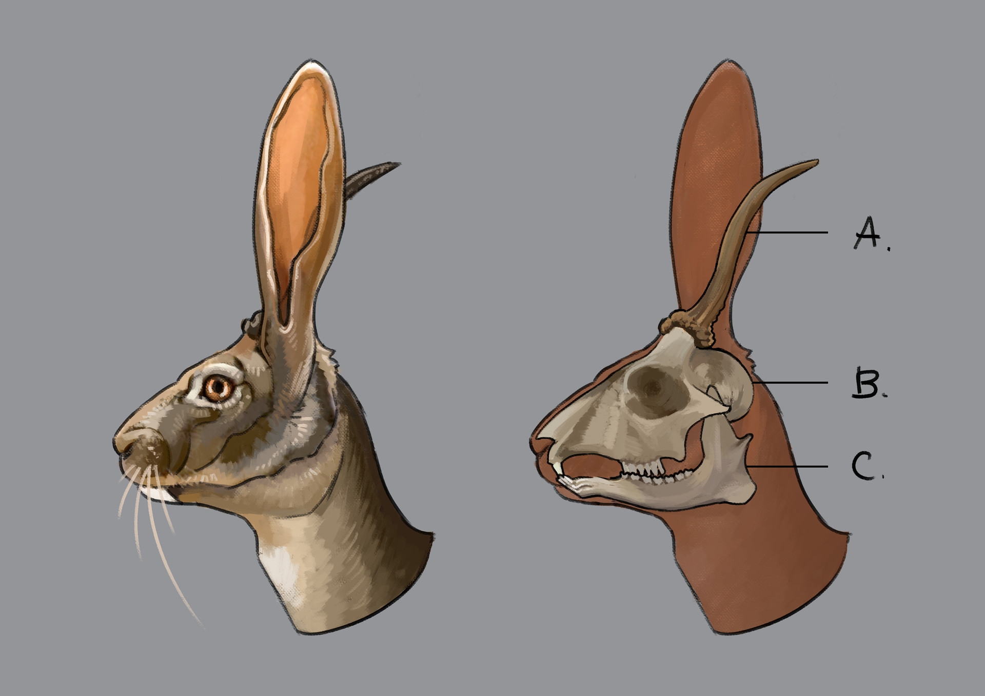 Daria Wójcik - Bachelor thesis #3 Anatomy of specific species