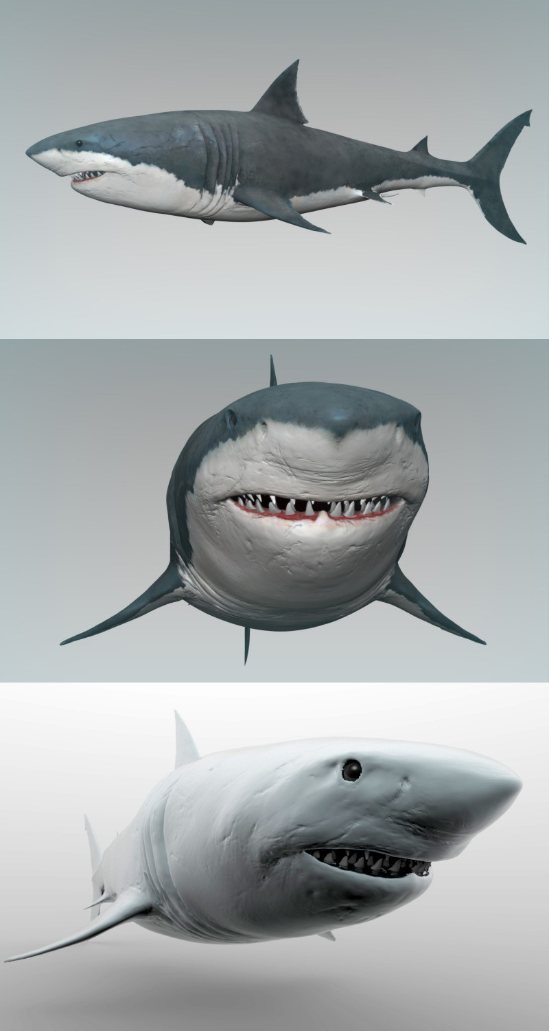 ArtStation - Shark