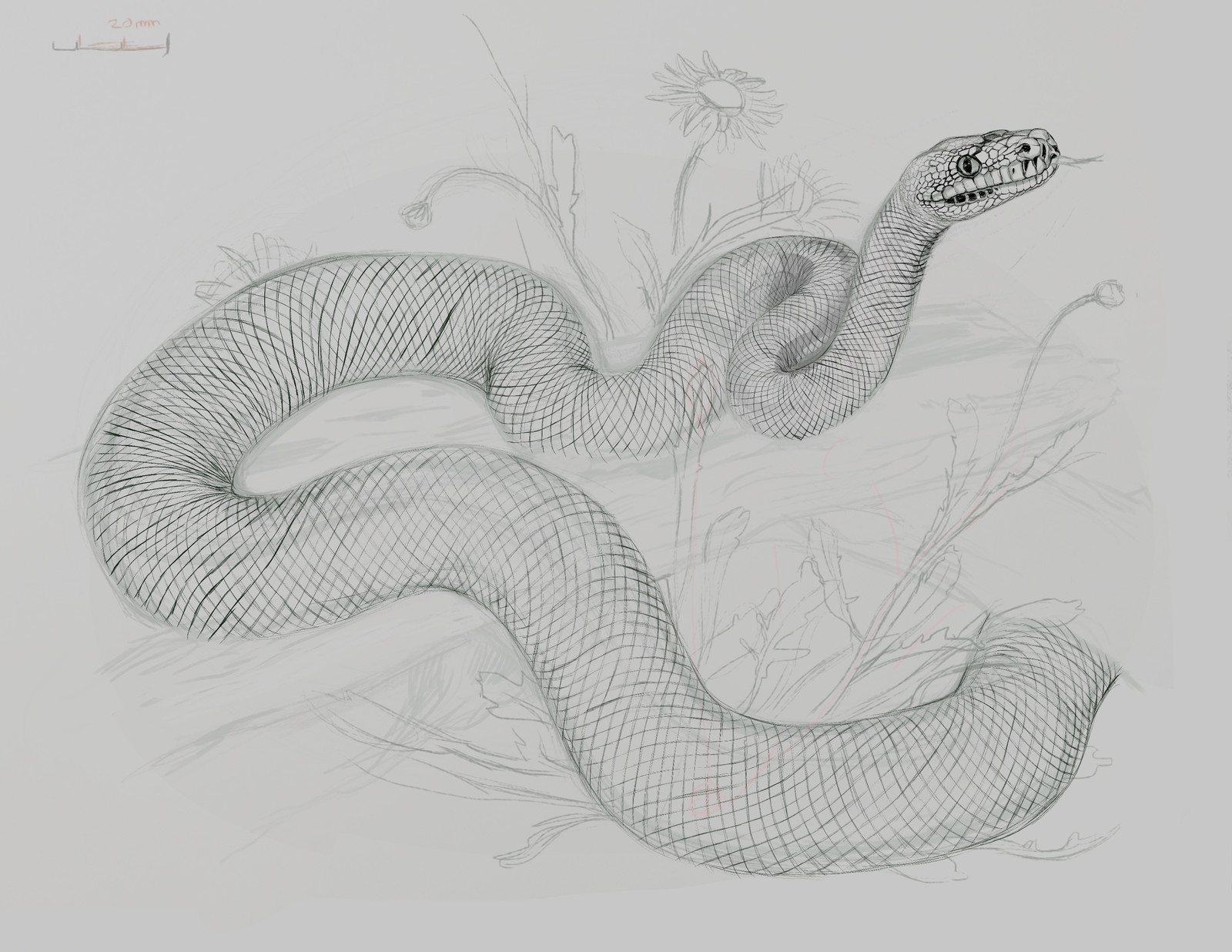 Kayla Woods - Murray Darling Carpet Python (Morelia Spilota Metcafei)