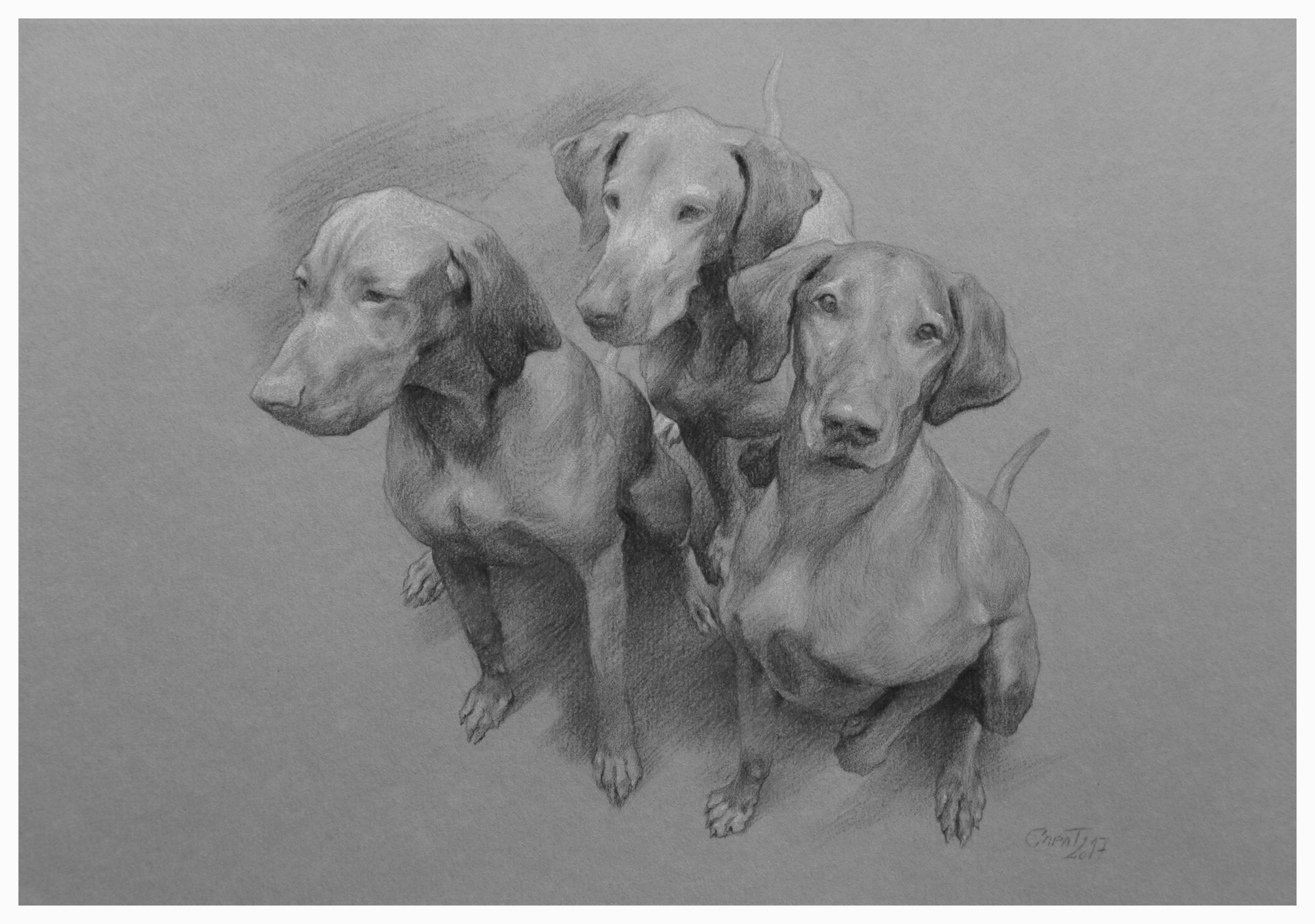 ArtStation - Pencil work Doggos!