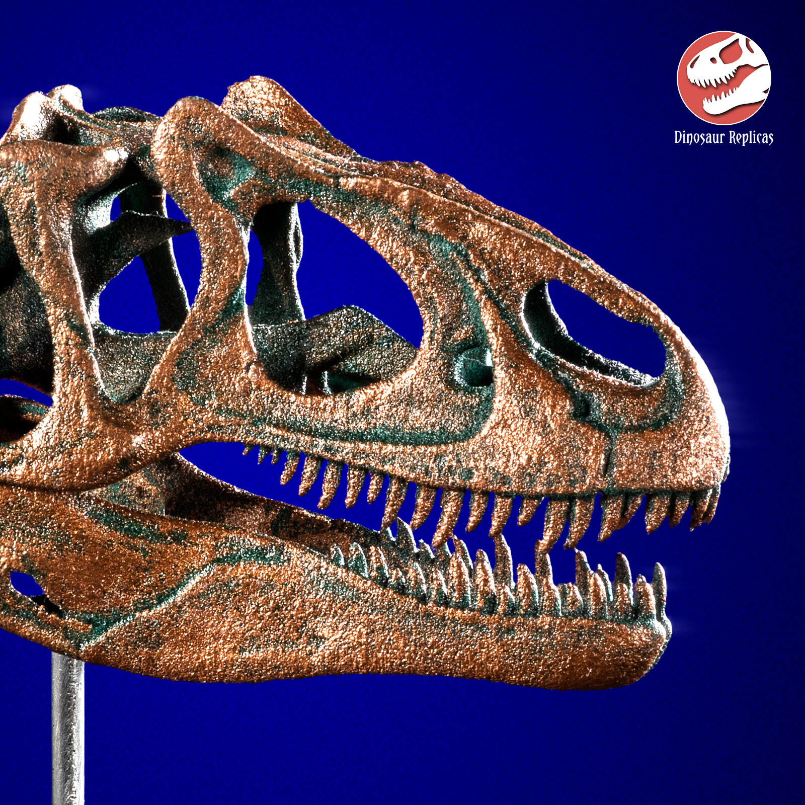 DinoReplicas - 3D Model Works - Dinosaur 3D printed skull - Allosaurus