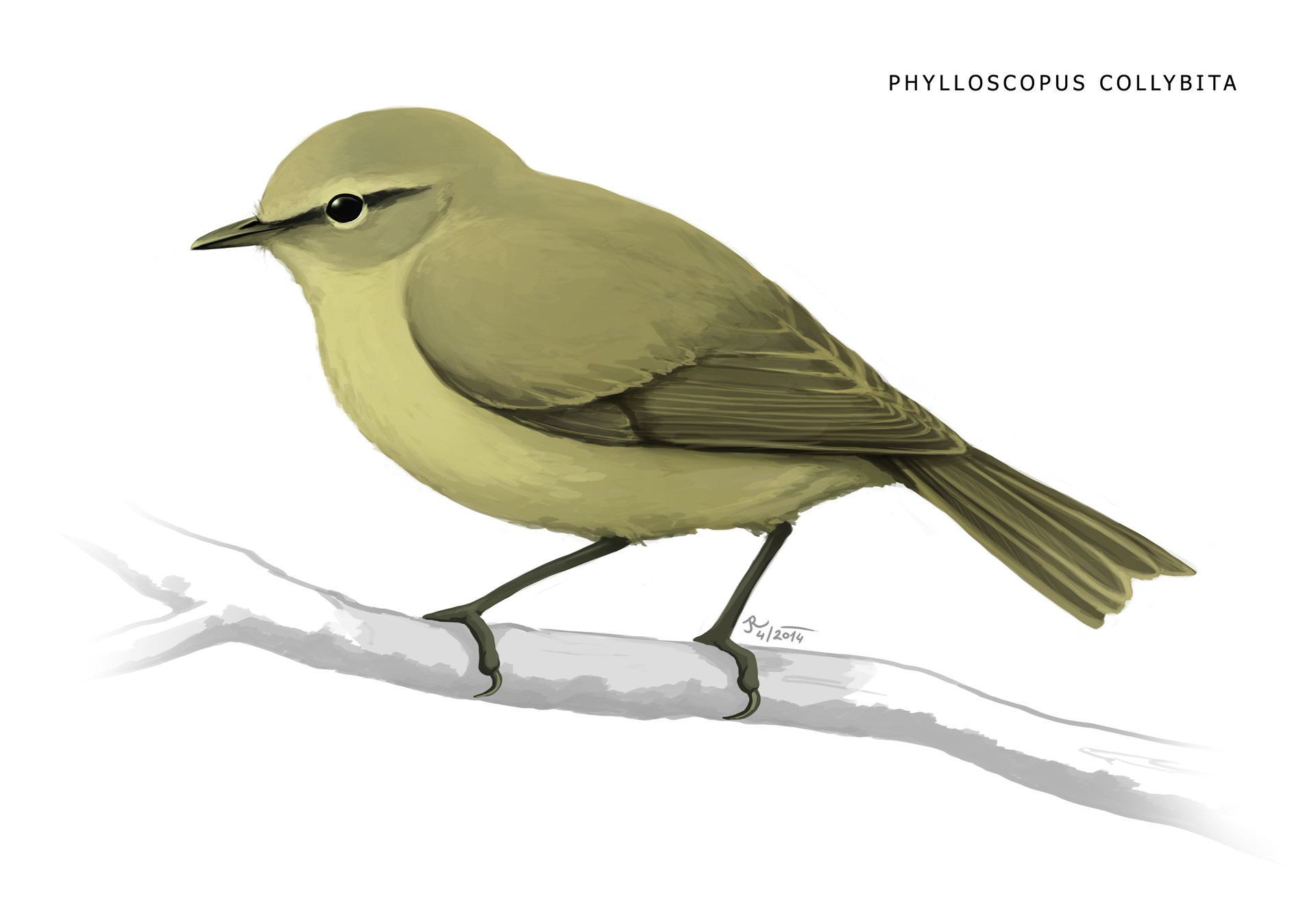 phylloscopus collybita