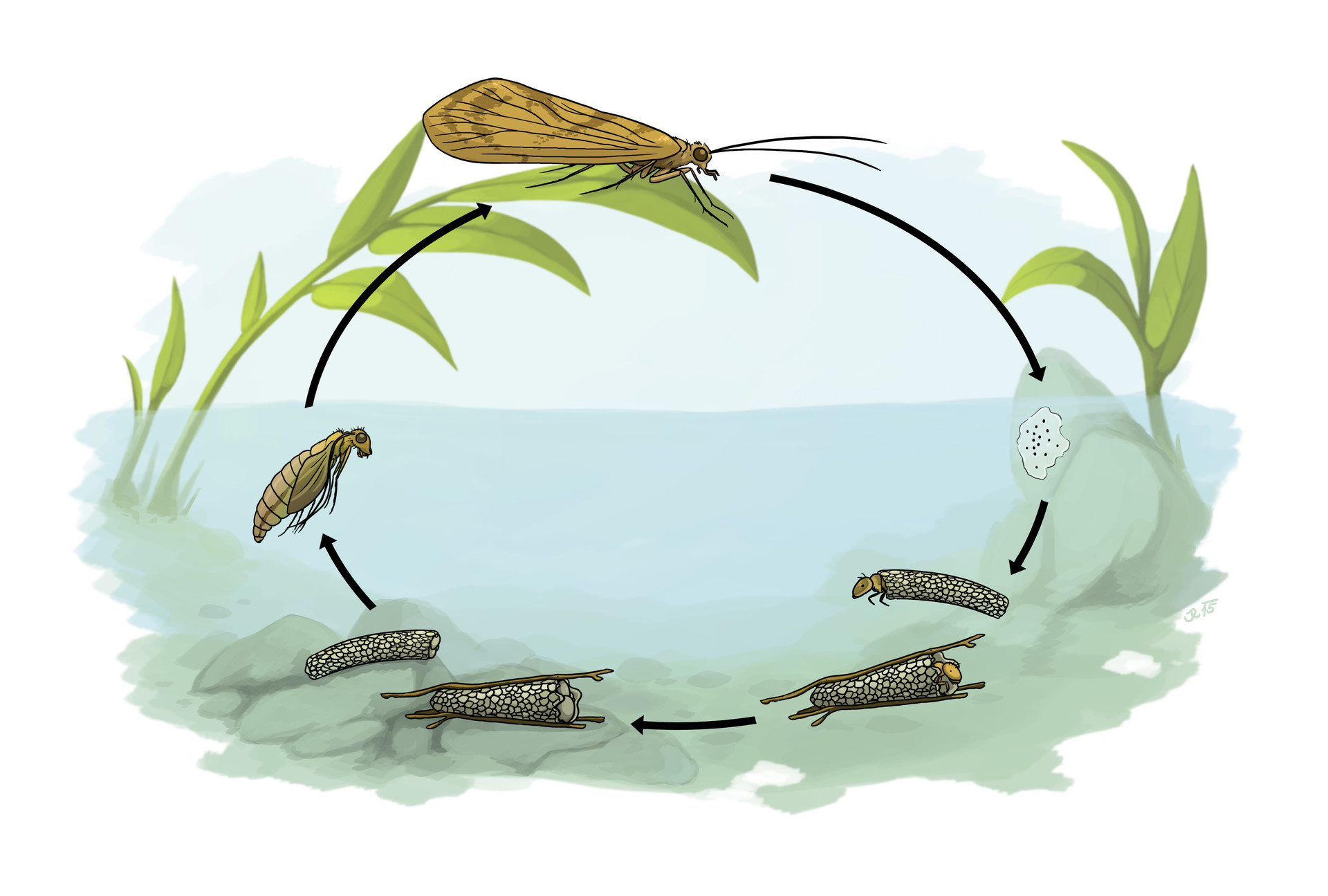 Mayfly Life Cycle