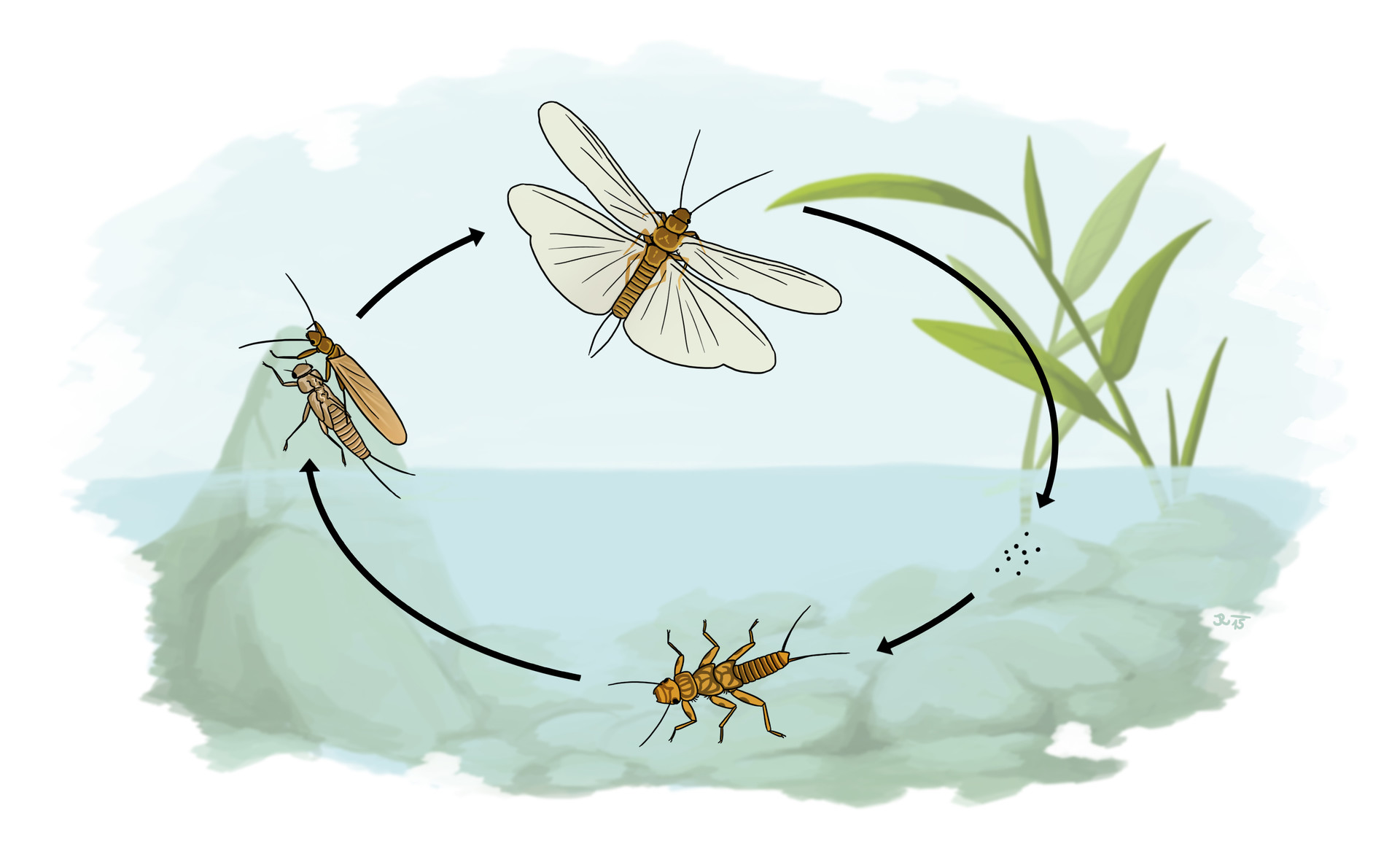 Stonefly Life Cycle