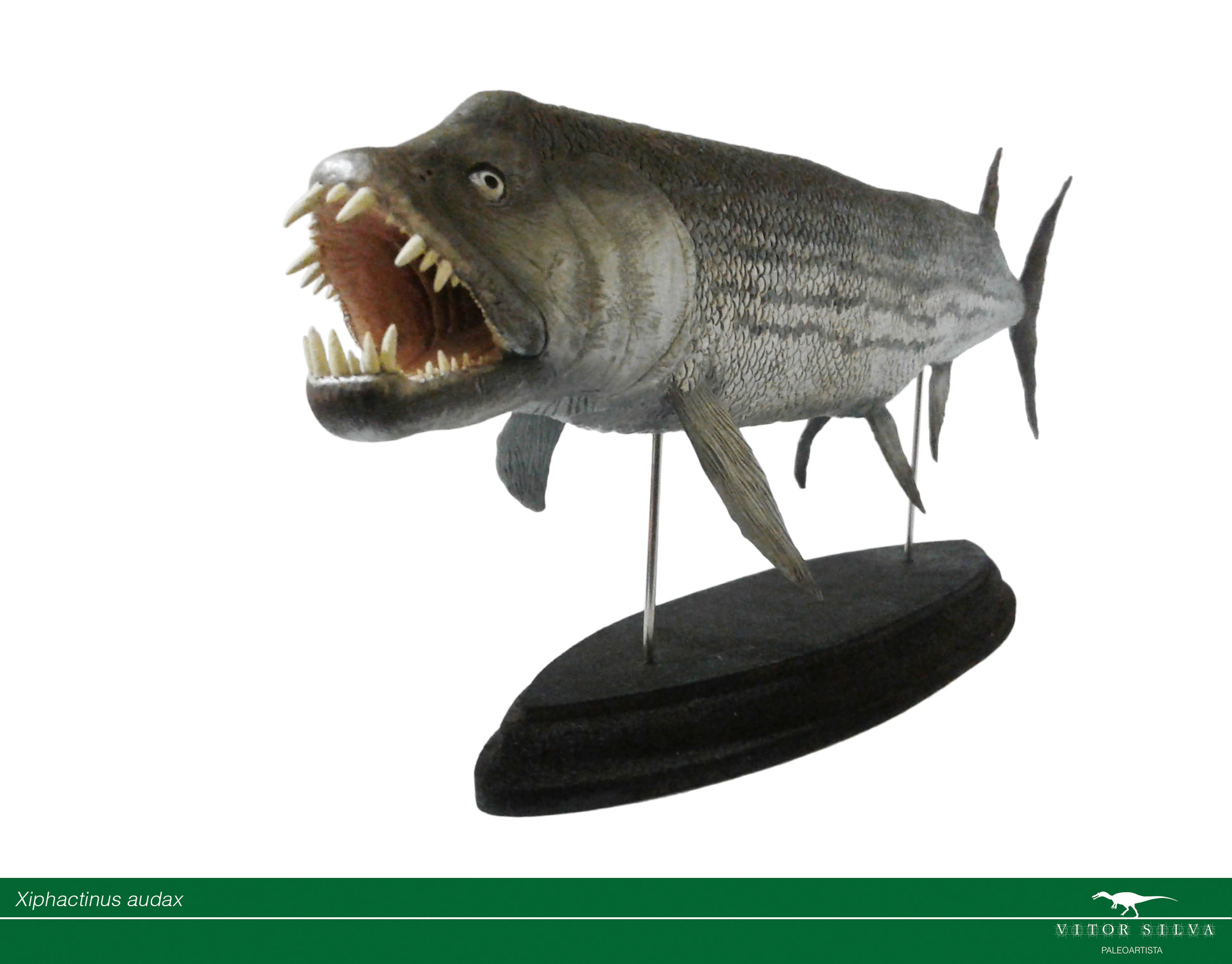 Xiphactinus 3d Model