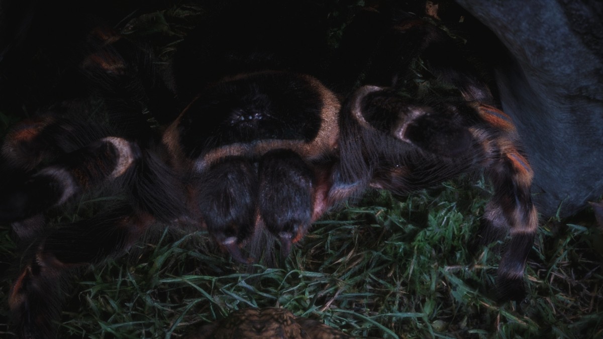 antonio peres - Tarantula