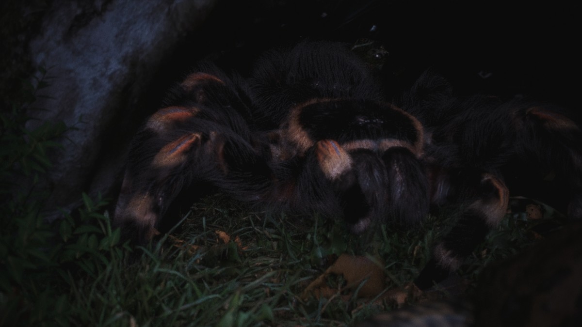 antonio peres - Tarantula