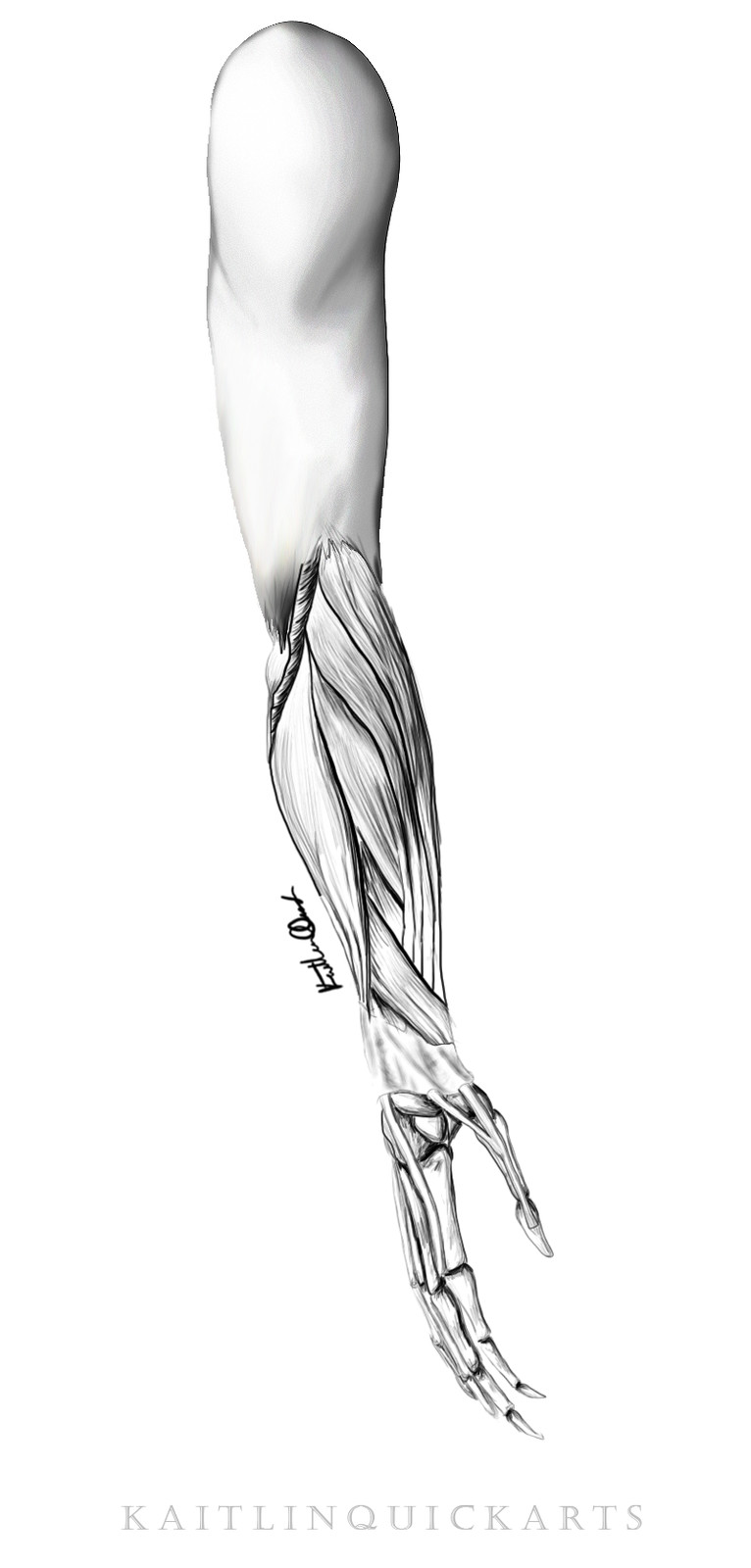 Kaitlin Quick - Study of an Arm