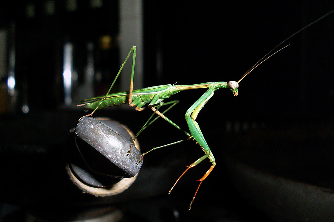 Simon Keane - Nature Photography