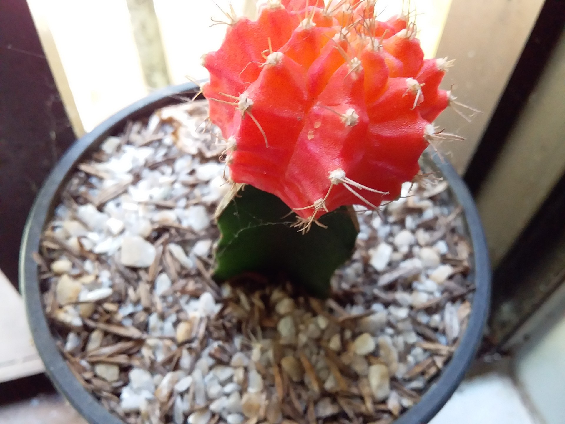 ArtStation - El captus cabeza naranja