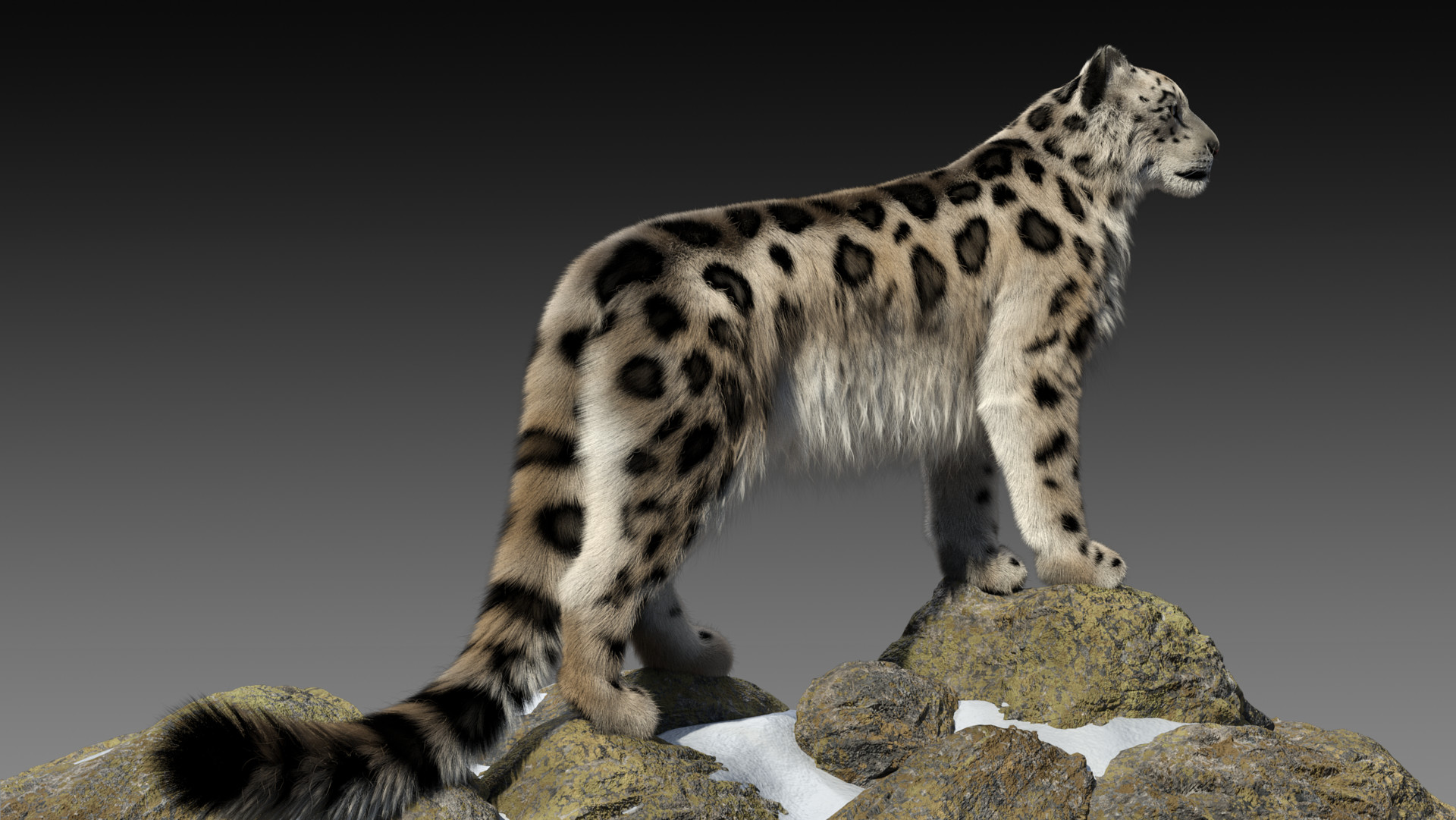 clouded leopard 3d