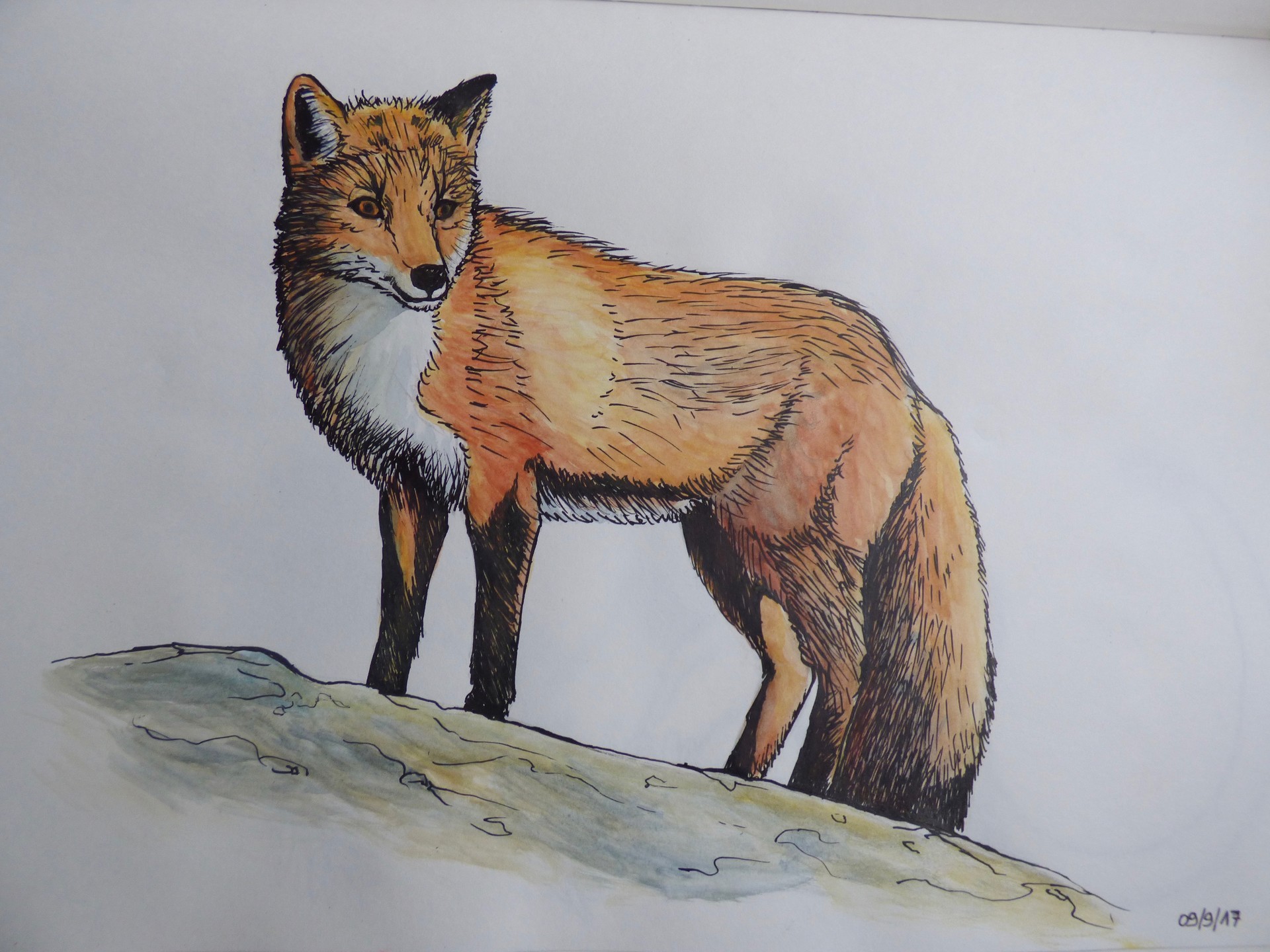 ArtStation - Fox sketch