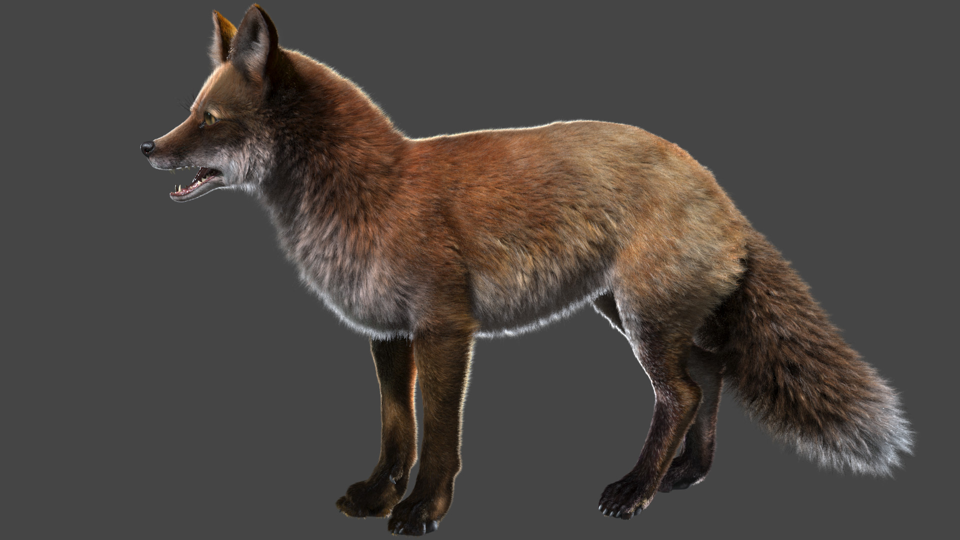 Abhijit Khanvilkar - Red Fox (Complete)