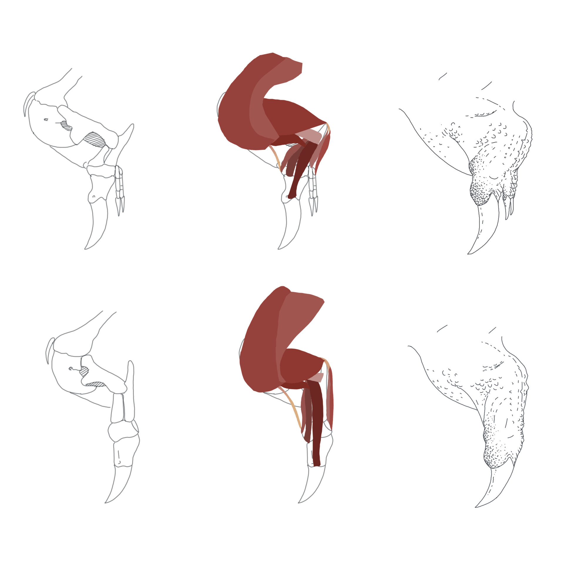 ArtStation - Alvarezsaur Arm Musculature