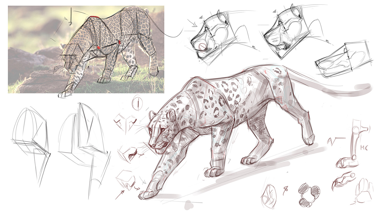 Foundation Art Group - Foundation Art Group - Animal Anatomy ...
