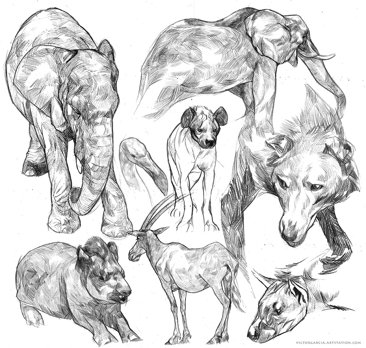ArtStation - Animal sketches