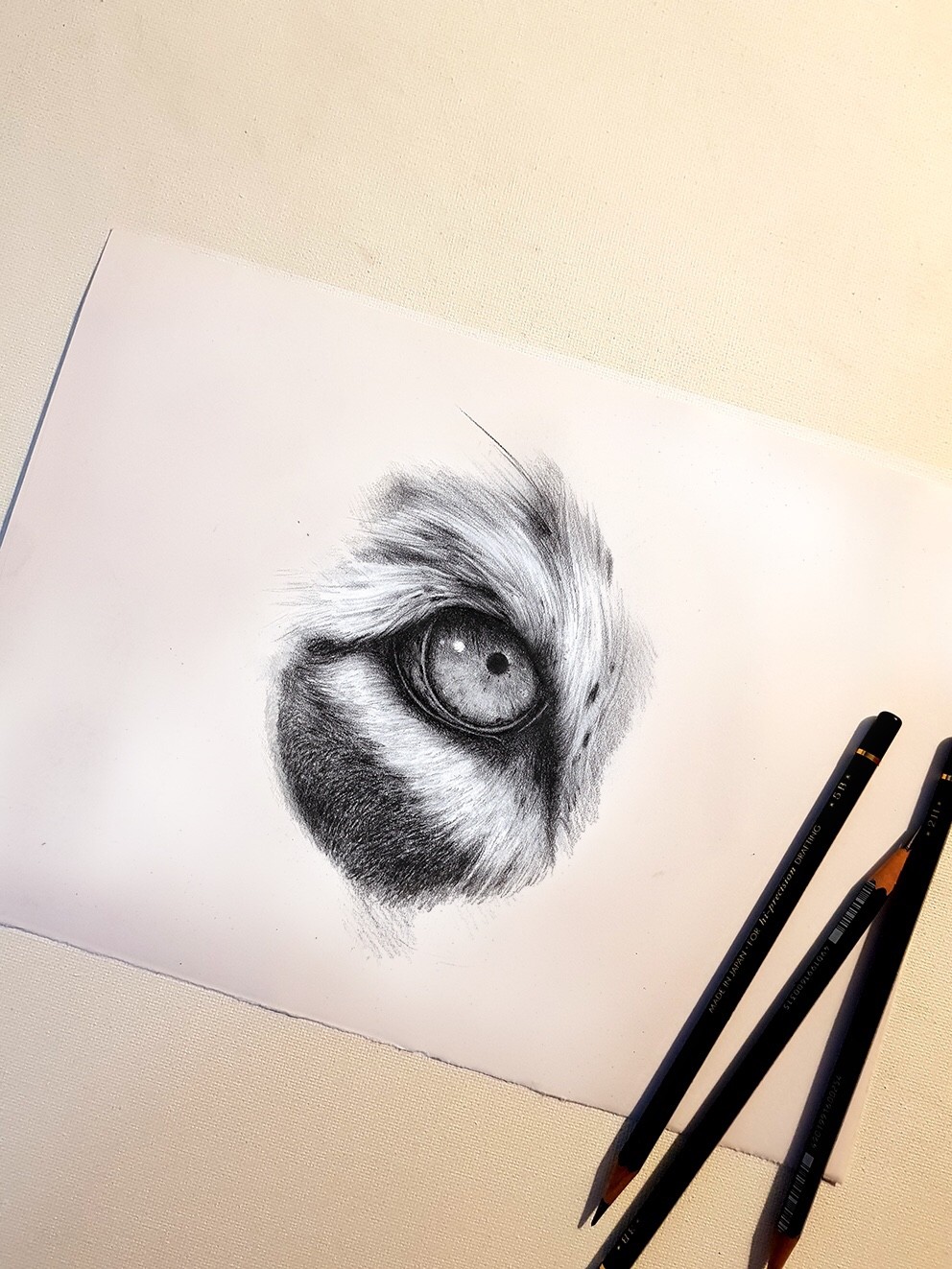 how to draw realistic lion eyes