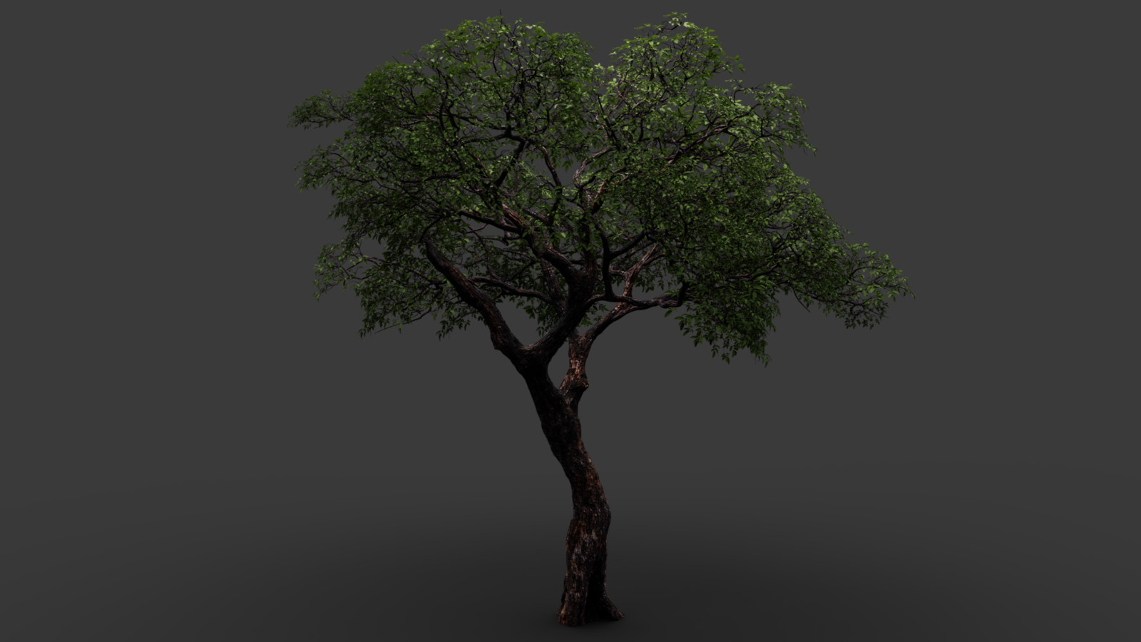 Umar Momin - Tree 3d model