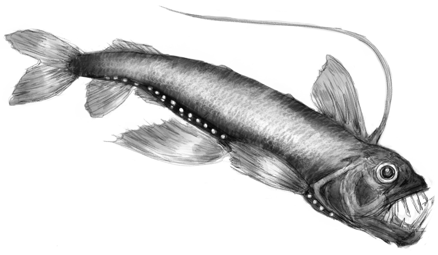 how to draw a viperfish