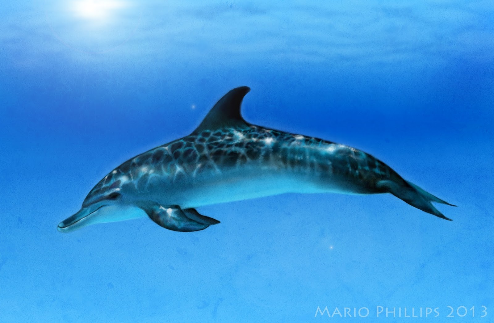 ArtStation - Dolphin