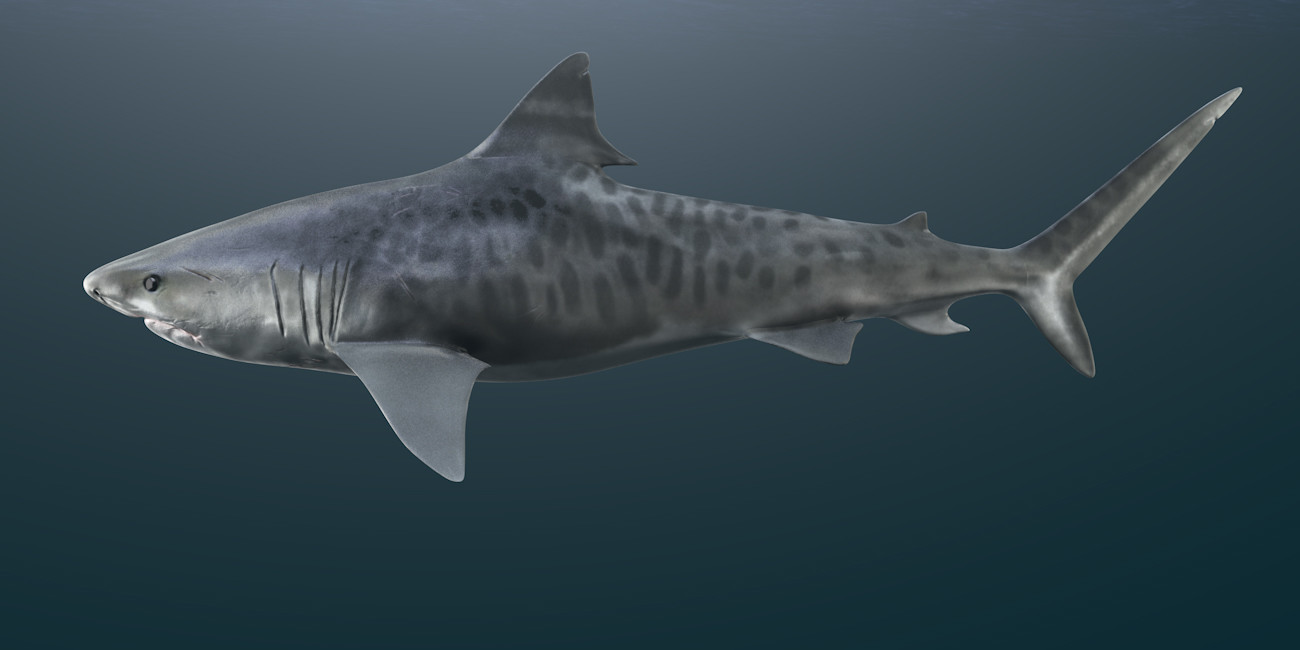 Vivern - Tiger Shark