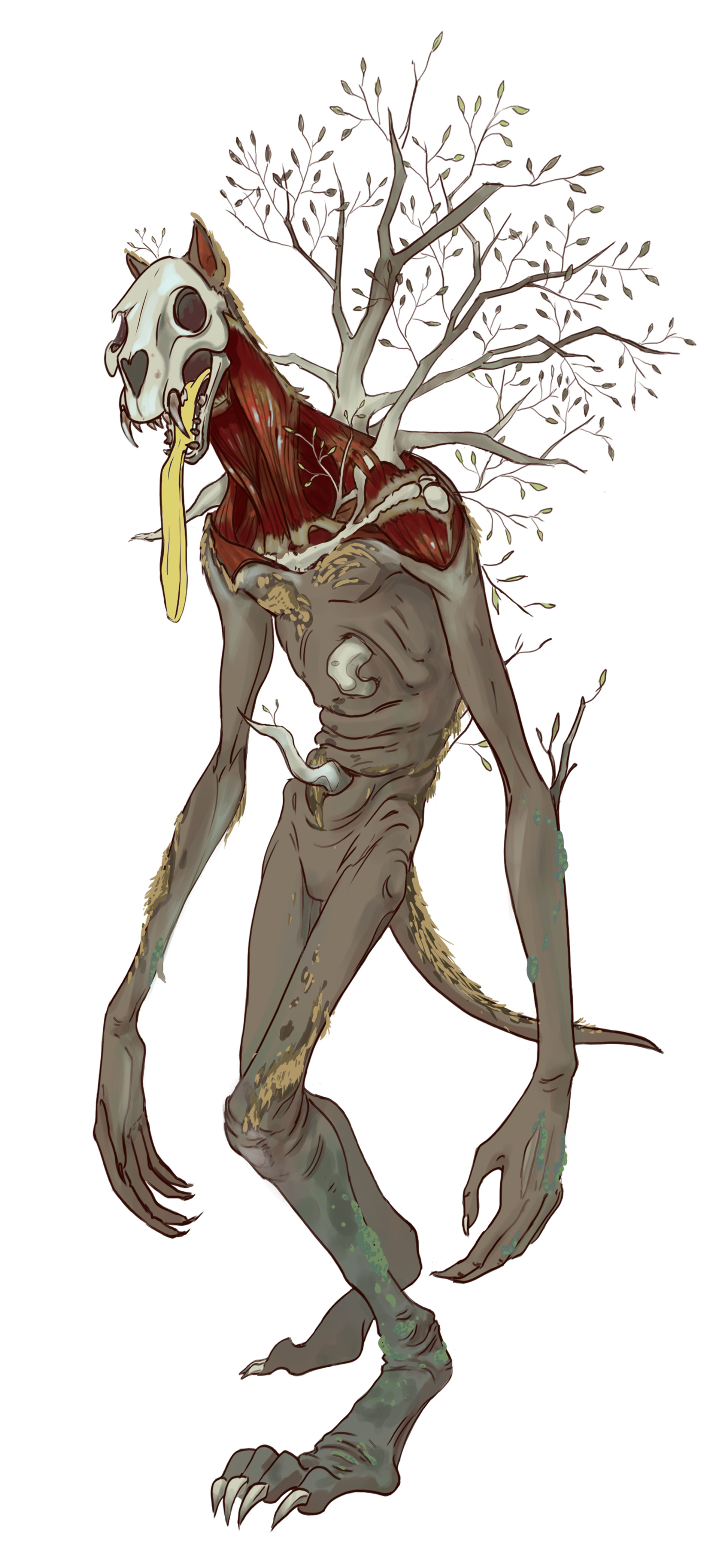 How To Draw A Red Fern