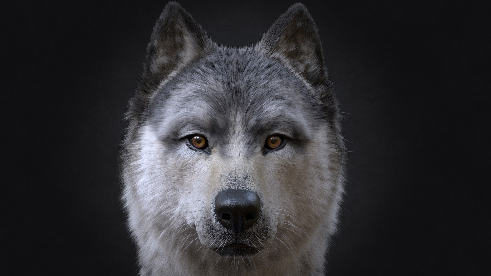 Aritz Basauri - Gray wolf