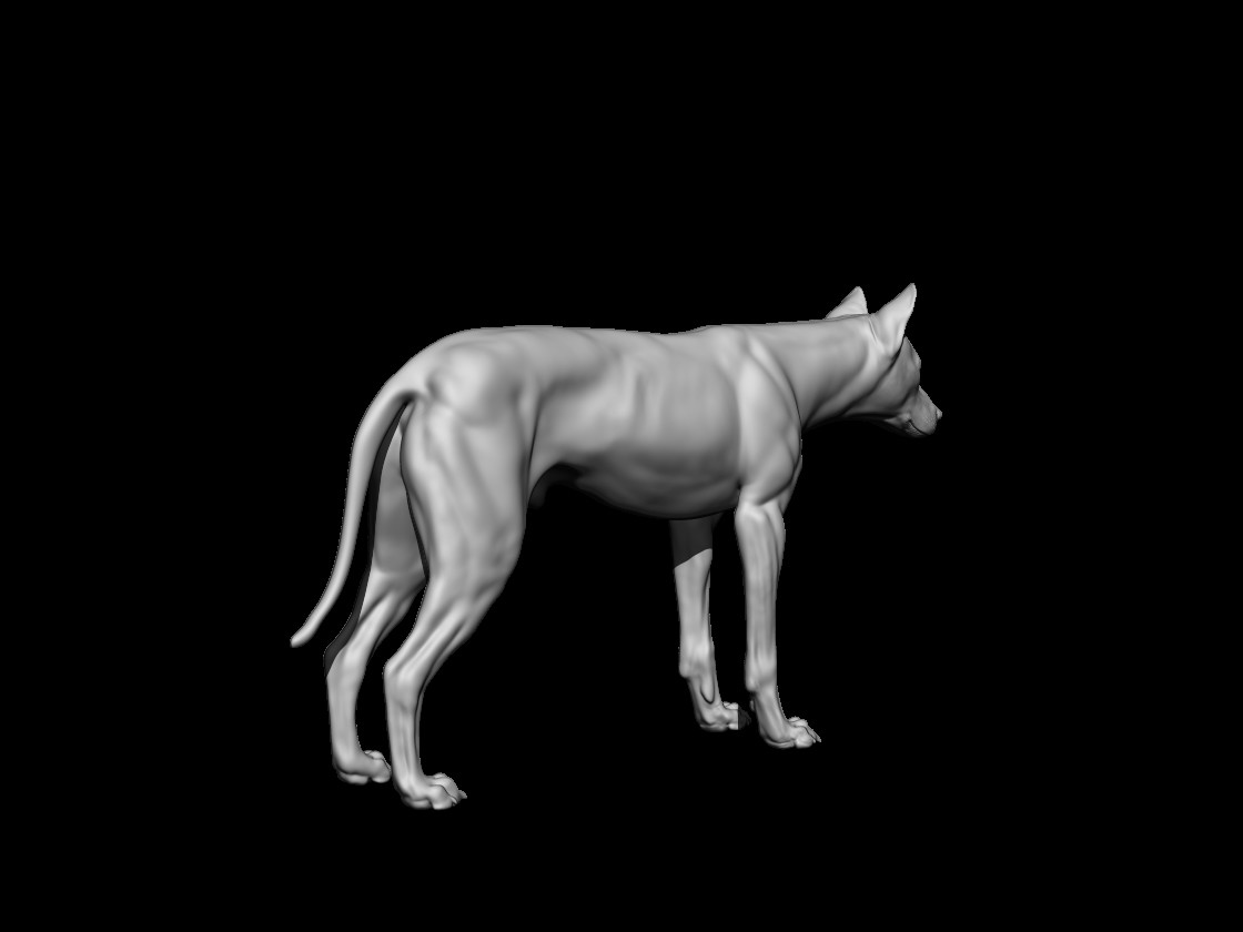 Aritz Basauri - Gray wolf