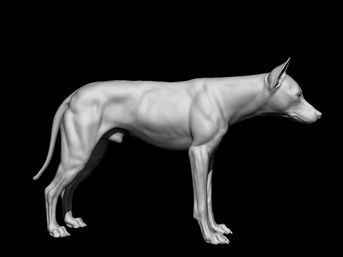 Aritz Basauri - Gray wolf