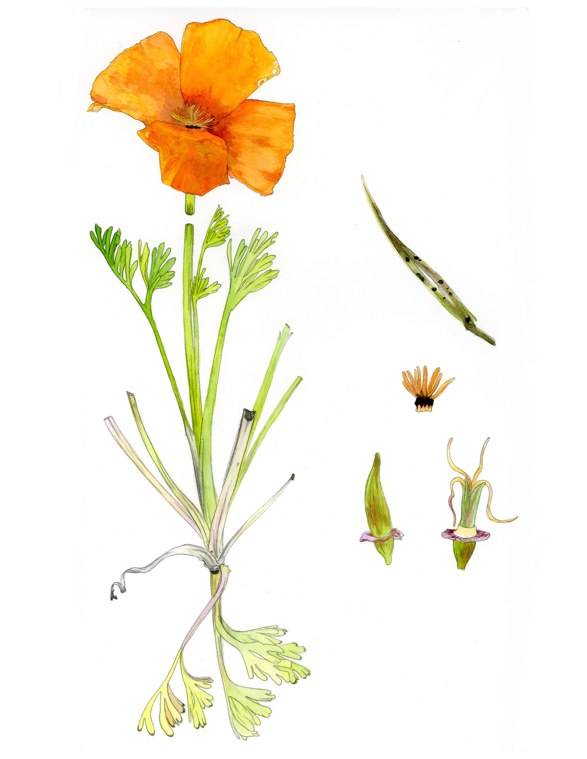 ArtStation - California Poppy