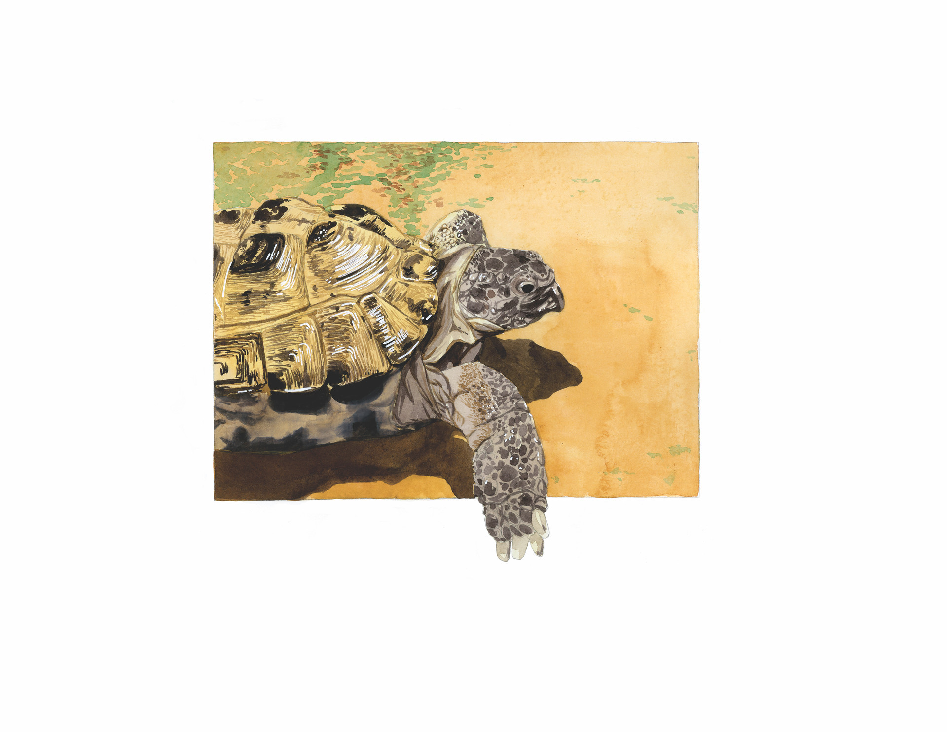 ArtStation - Portrait of my tortoise Bowser