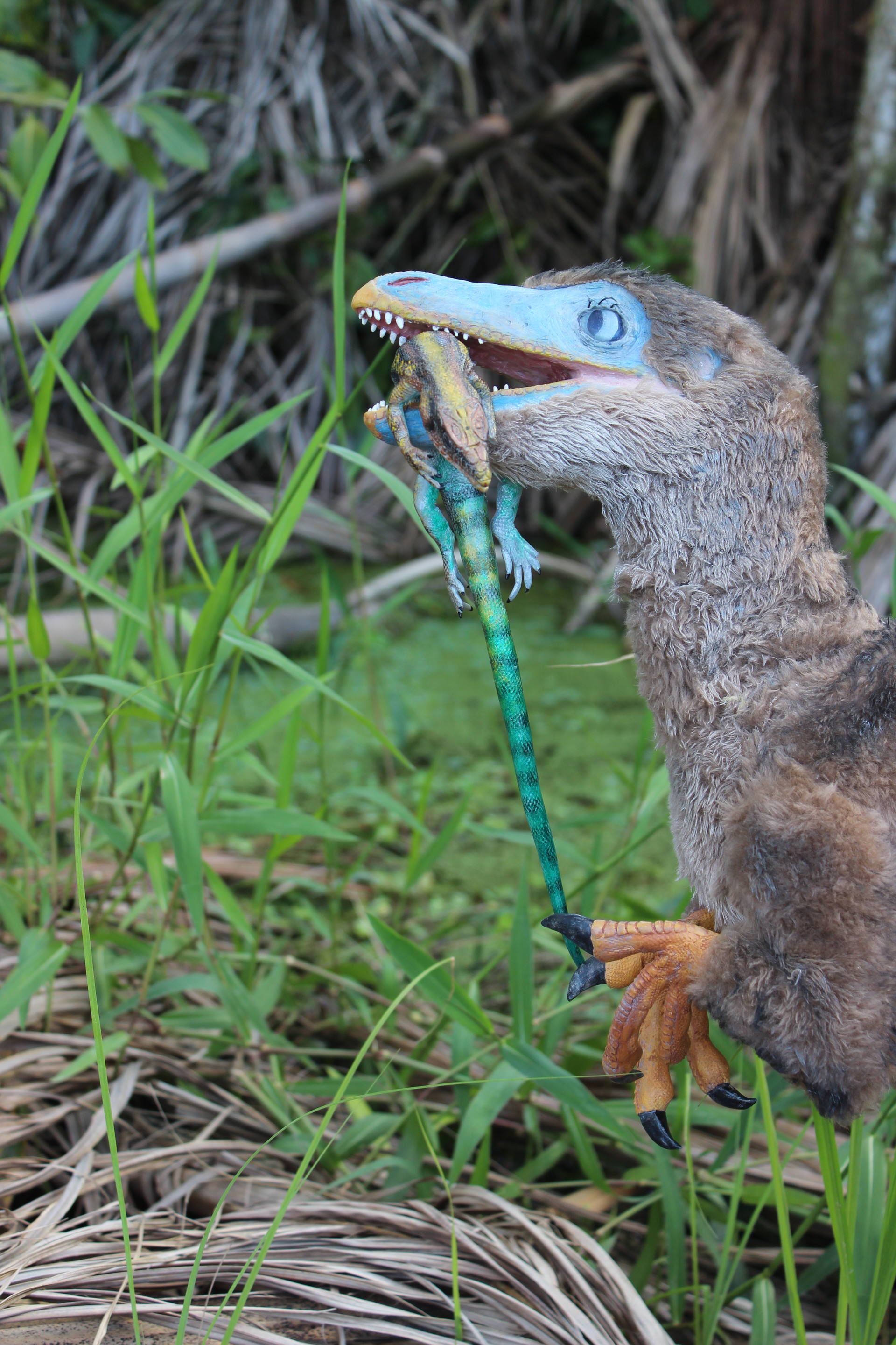 THSPike / Thales Henrique Nascimento - Mirischia asymmetrica