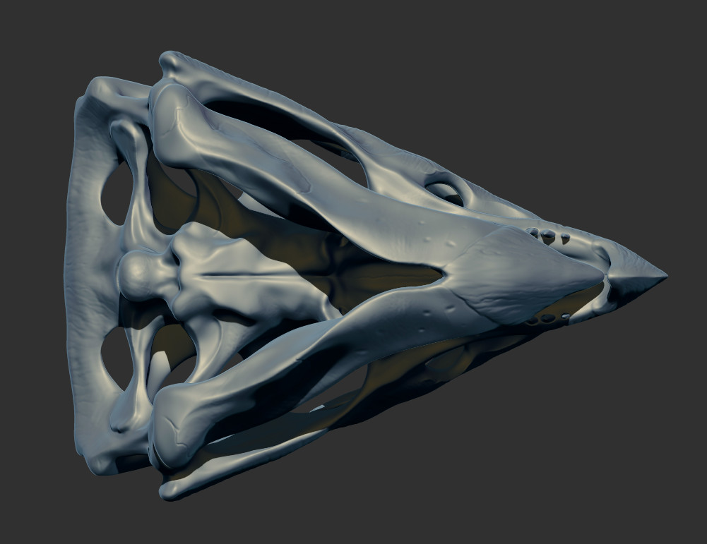 Fabrizio De Rossi - Update - Aquilops americanus skull