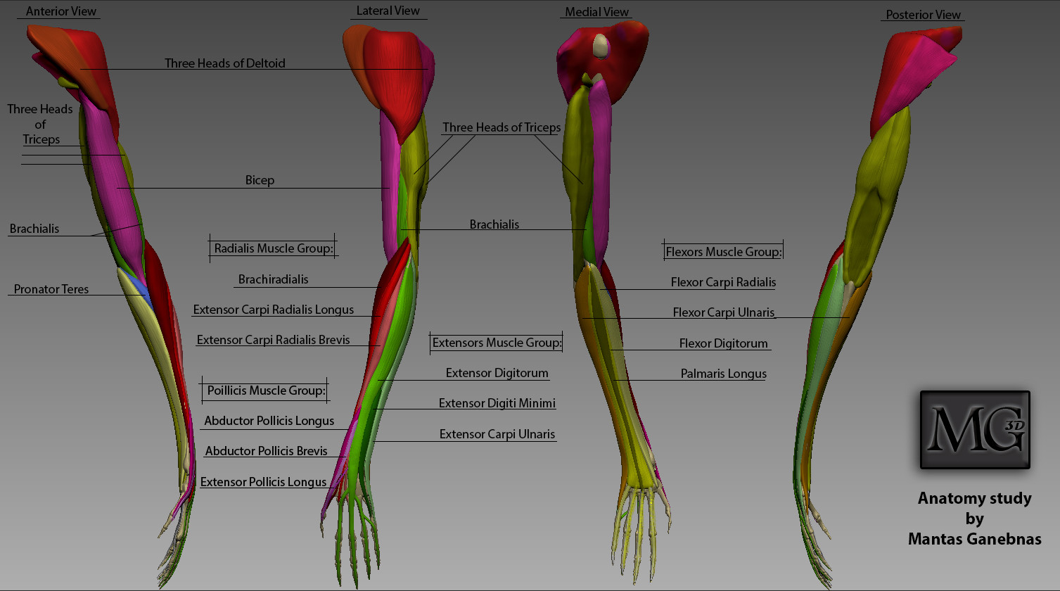 Female Arm Anatomy