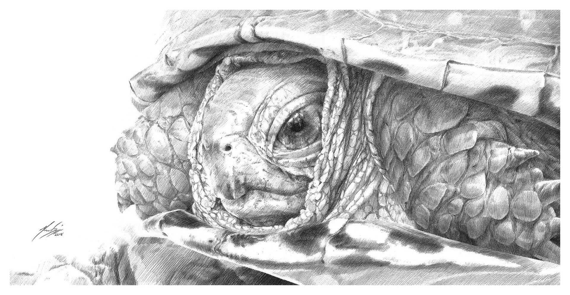 ArtStation - Ornate Box Turtle